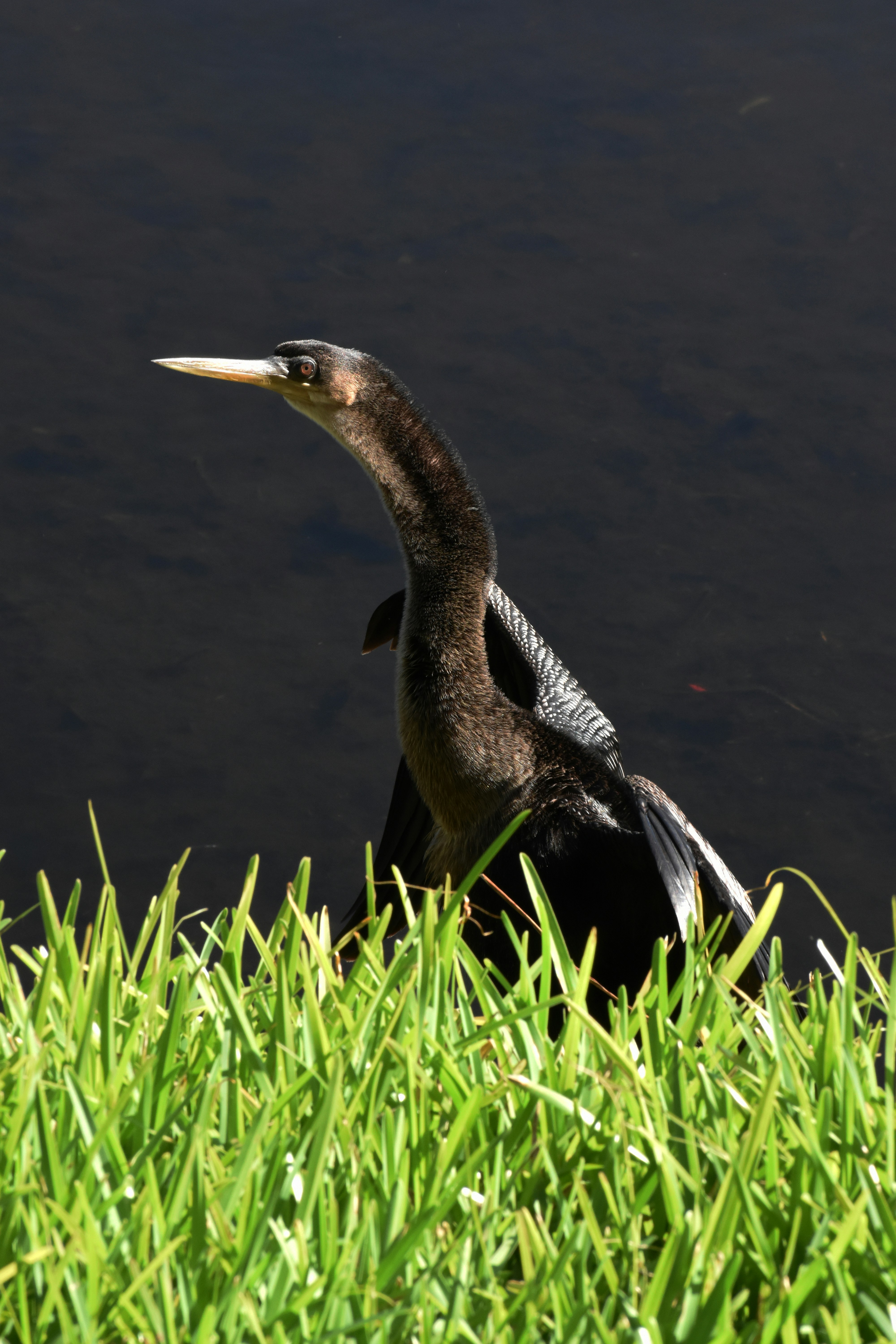 An anhinga poised gracefully amidst lush green grass, its sleek body contrasting against the dark water backdrop.
