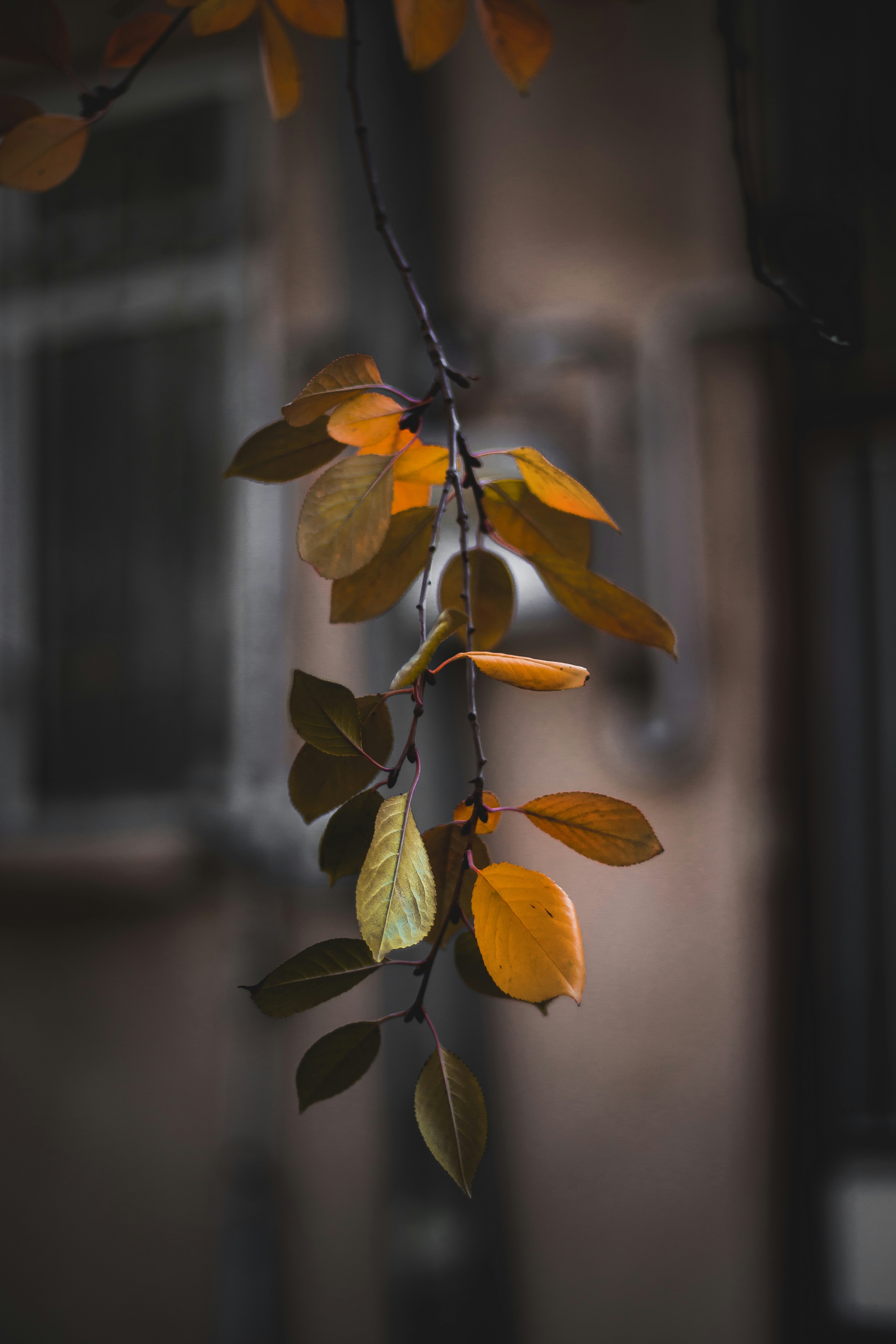 Autumnal Archive: A Hanging Branch Basks in Soft Urban Light