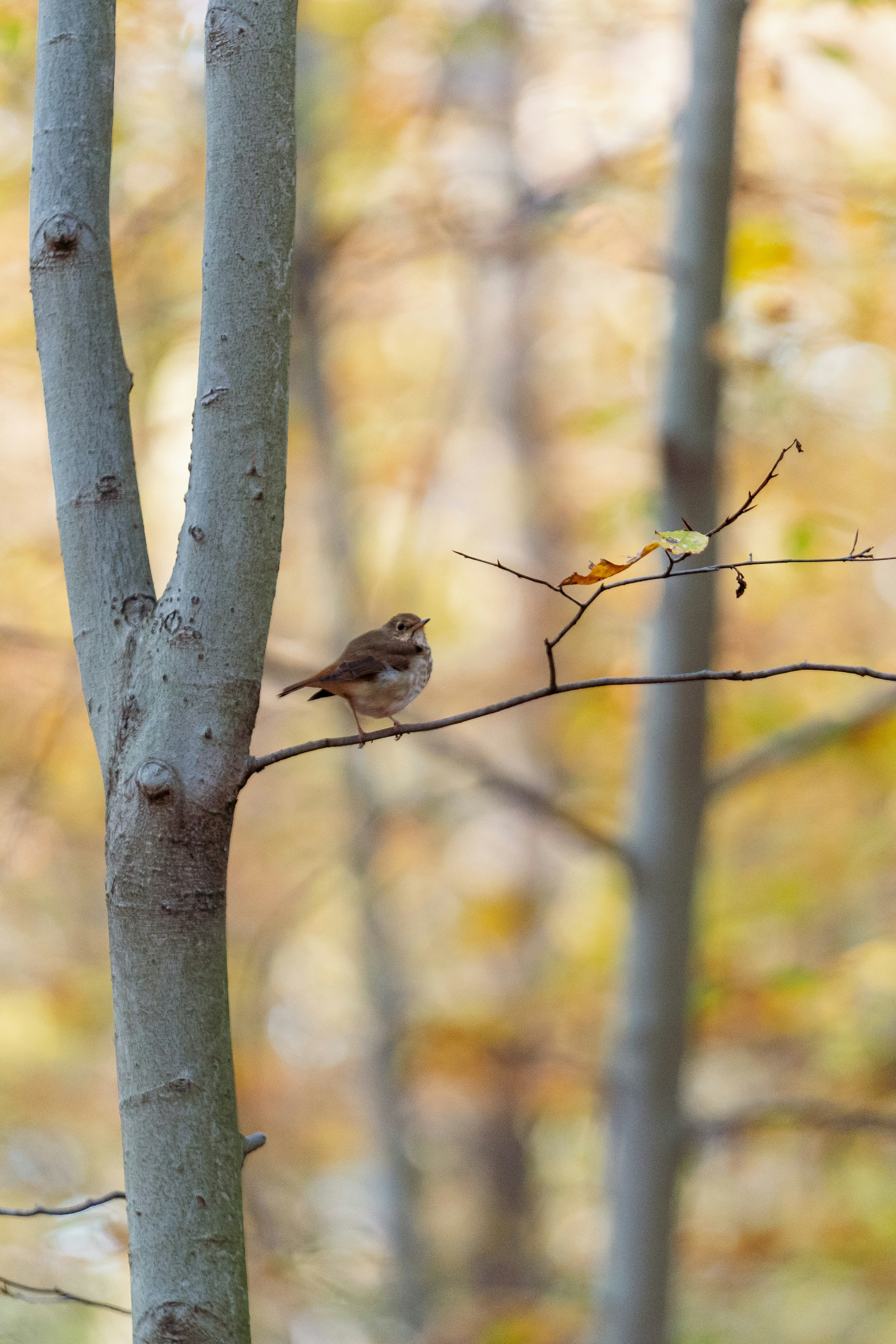 Autumn Perch: A Tiny Warbler on a Delicate Branch