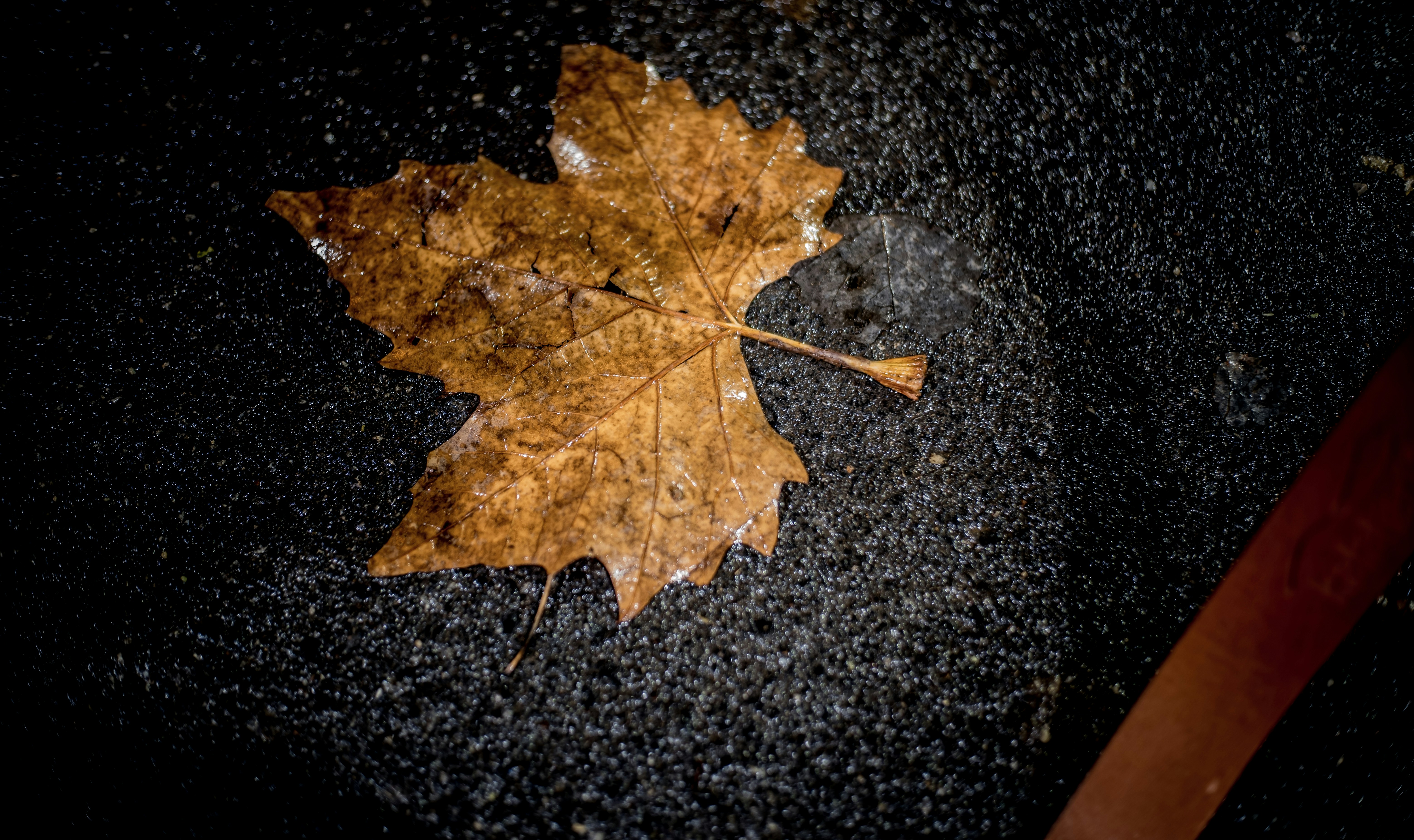 Amber Maple on Rain-Kissed Asphalt: a Close-Up Study of Texture