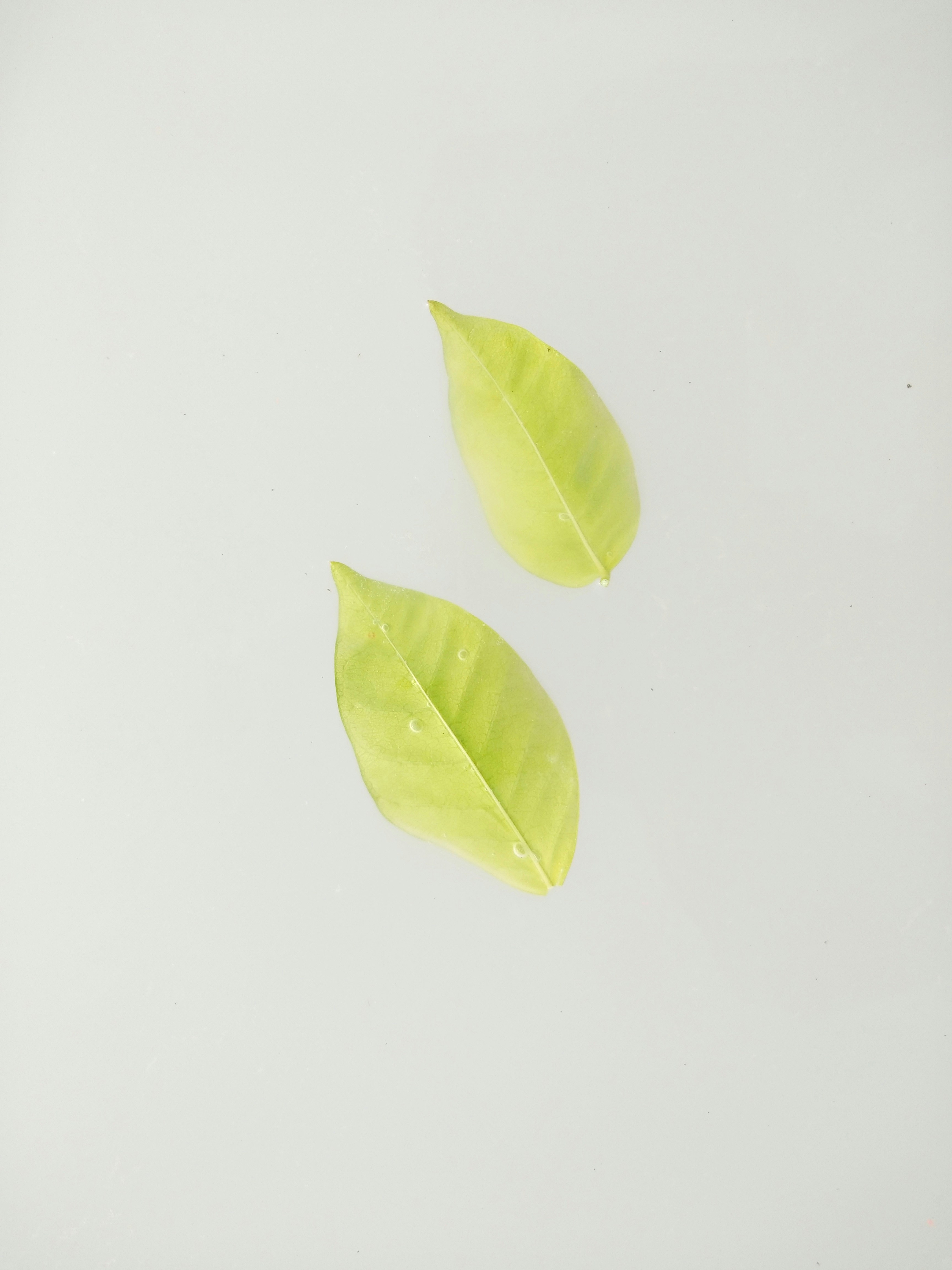 Two green leaves resting on a smooth, light background, showcasing their delicate structure and natural beauty.