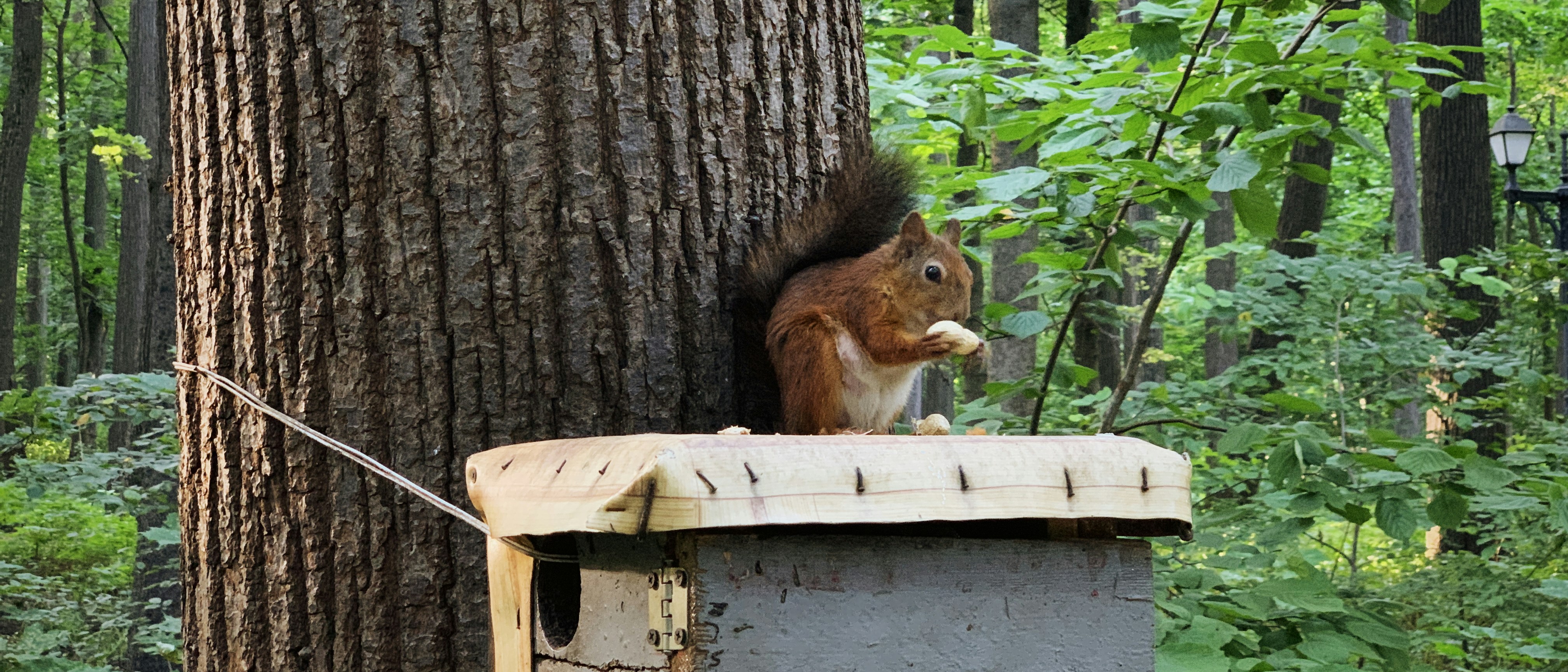 Squirrel perched on a wooden feeder, nibbling on a snack amidst a lush green forest backdrop.