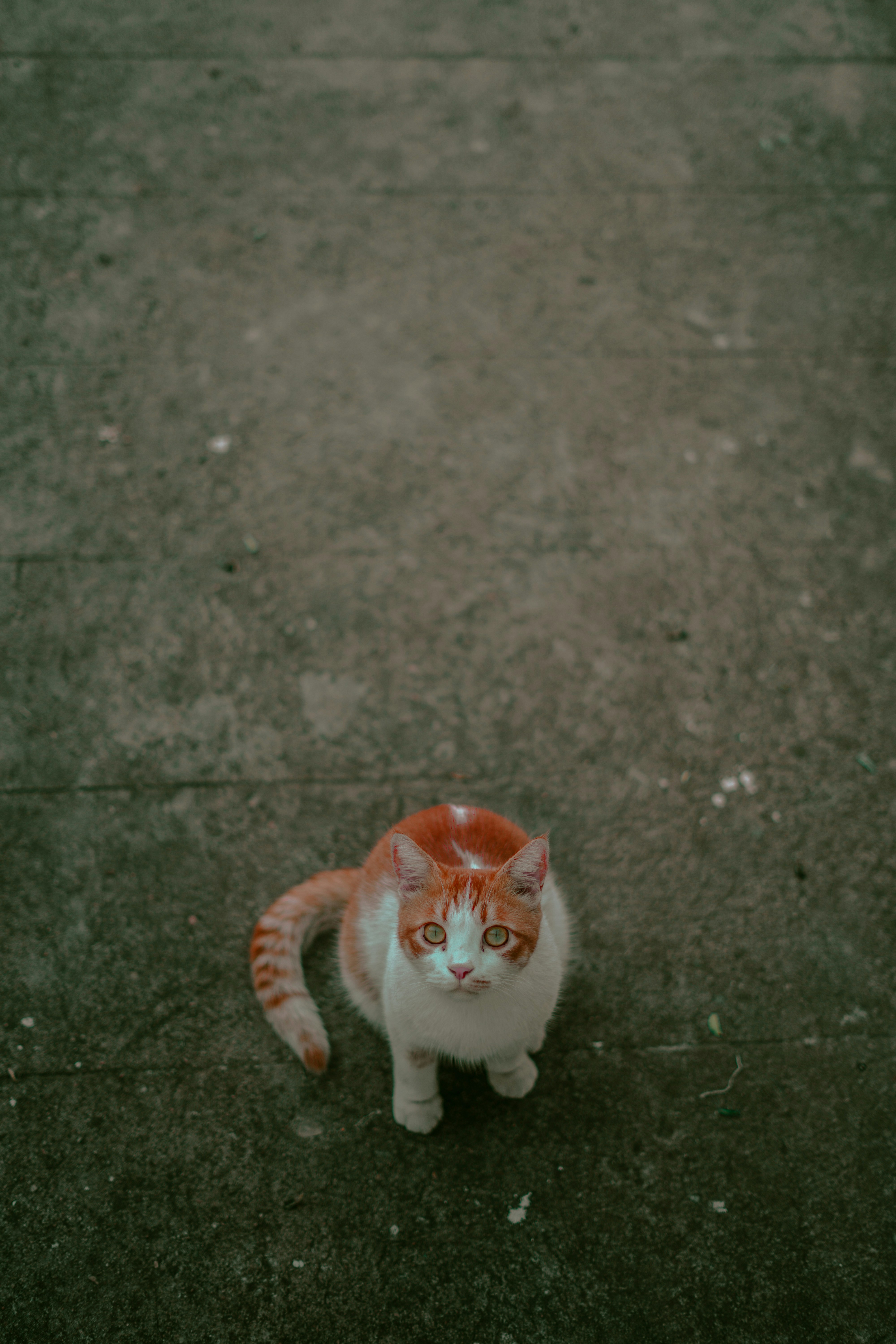 Grounded Gaze: An Orange-and-White Cat Perched on Urban Concrete