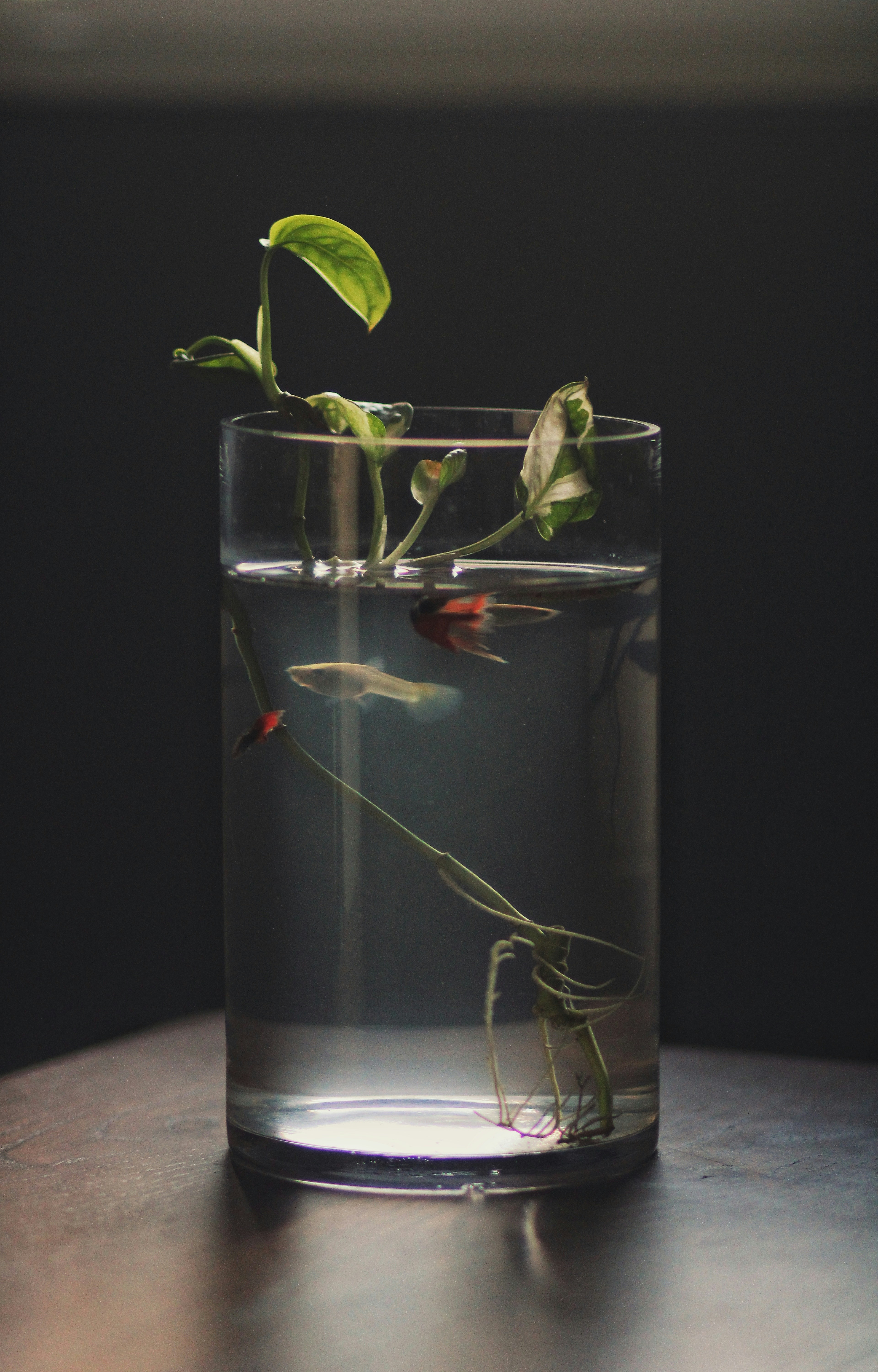 Verre à boire transparent avec des poissons rouges et jaunes photo ...