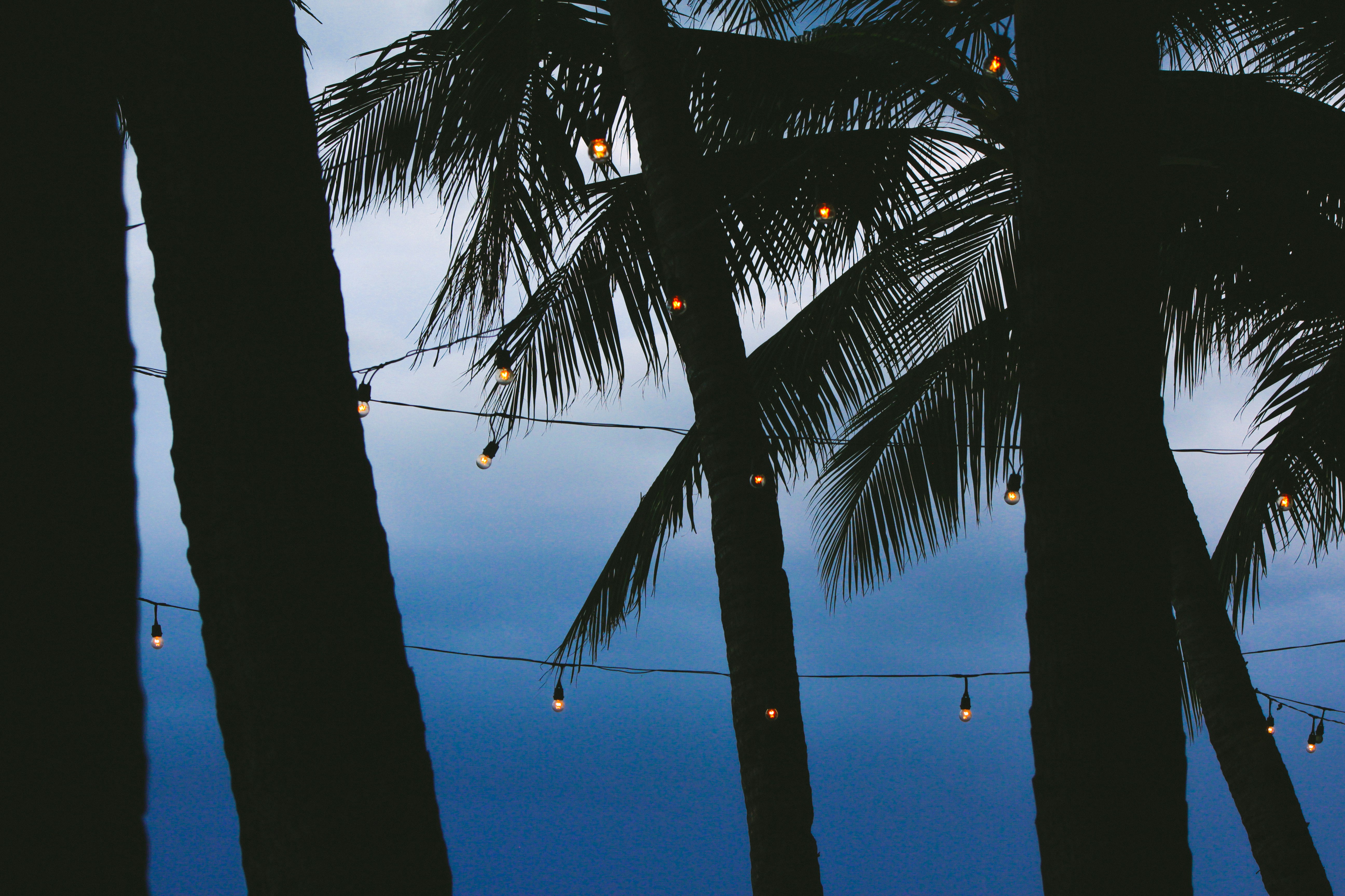 Silhouetted palm trees adorned with glowing string lights against a dusky sky.