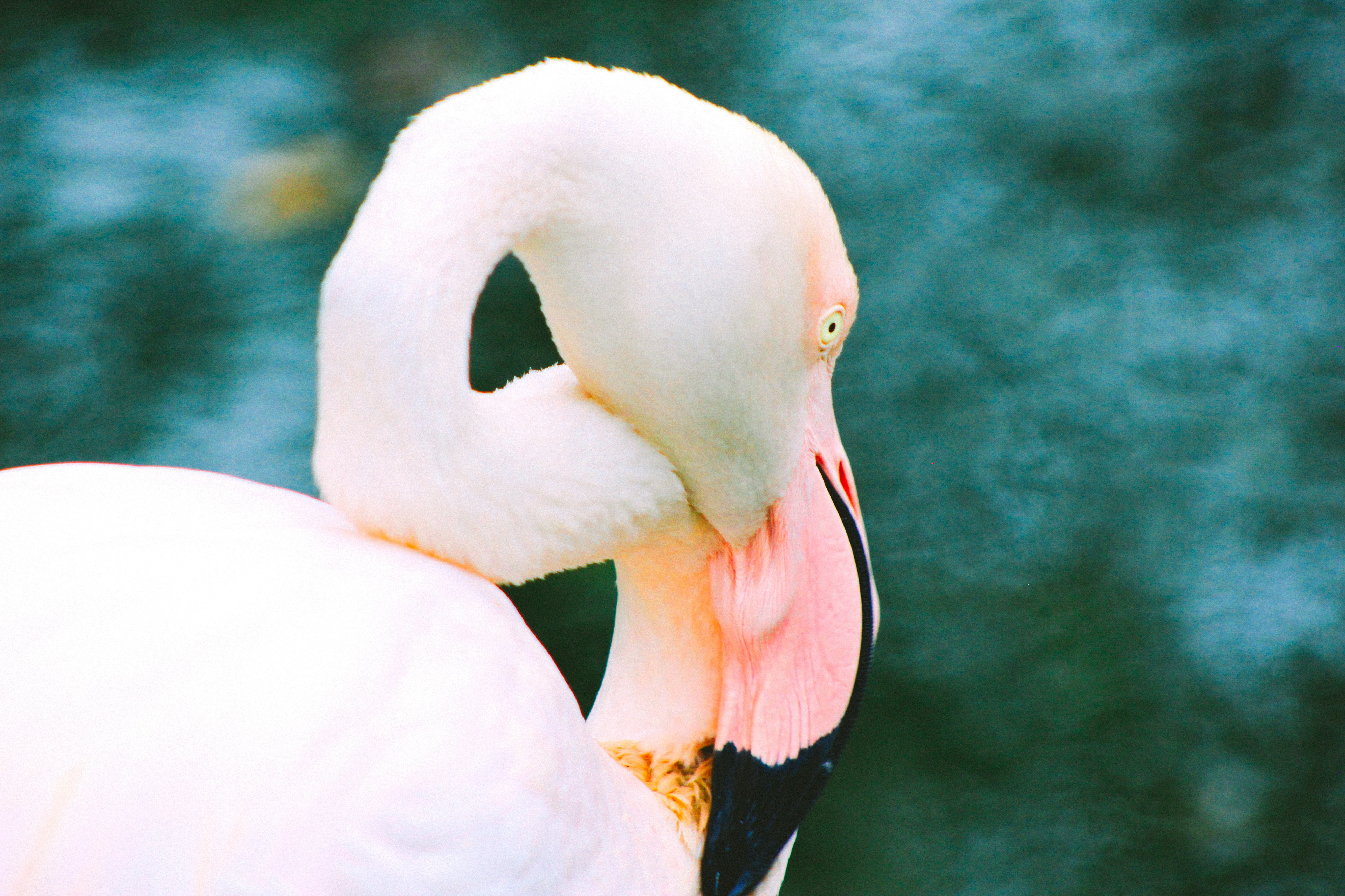 Curved Portrait: A Flamingo's Silent Gaze in Soft Focus