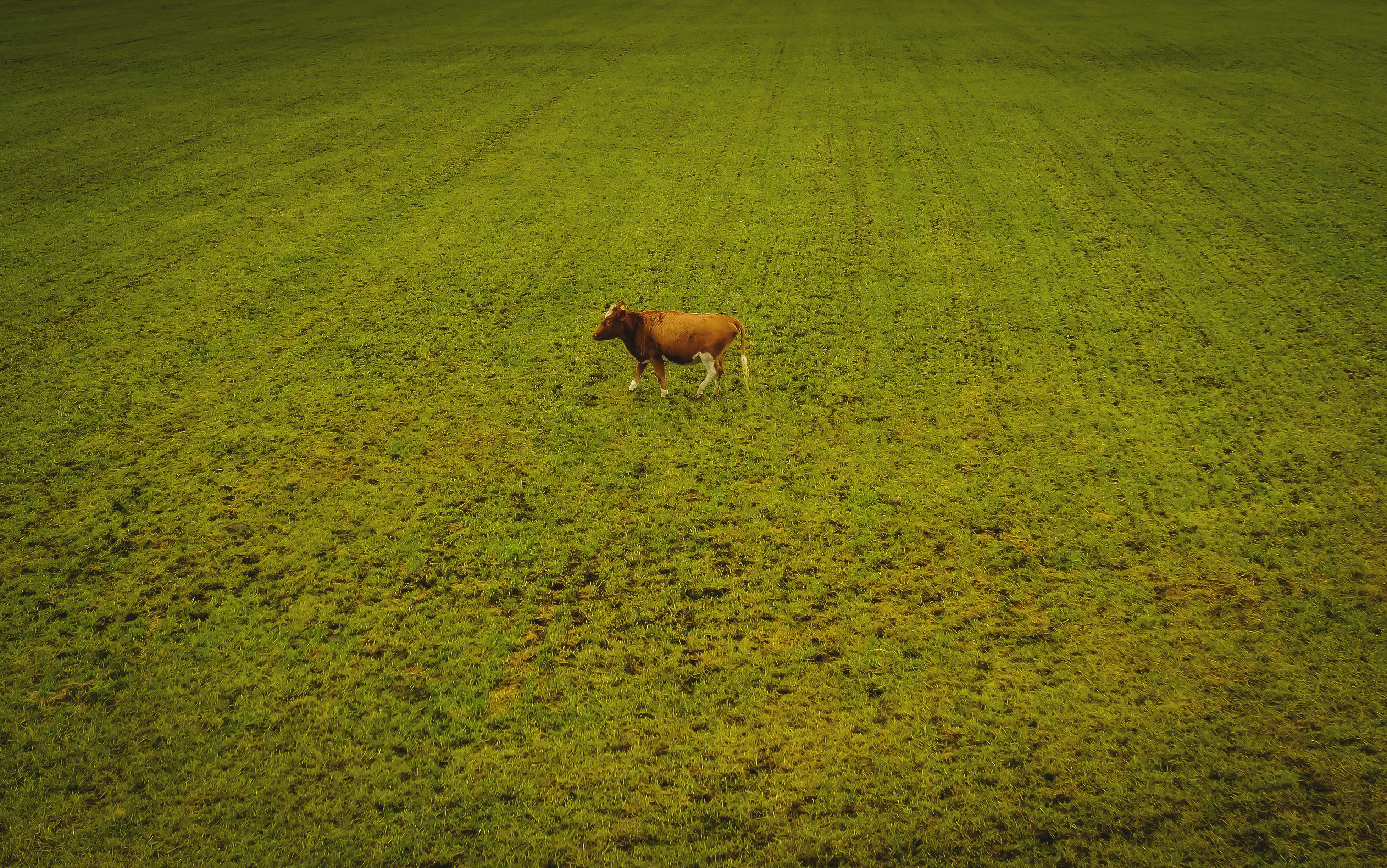 Grassbound Sentinel: A Lone Brown Cow in a Sea of Green