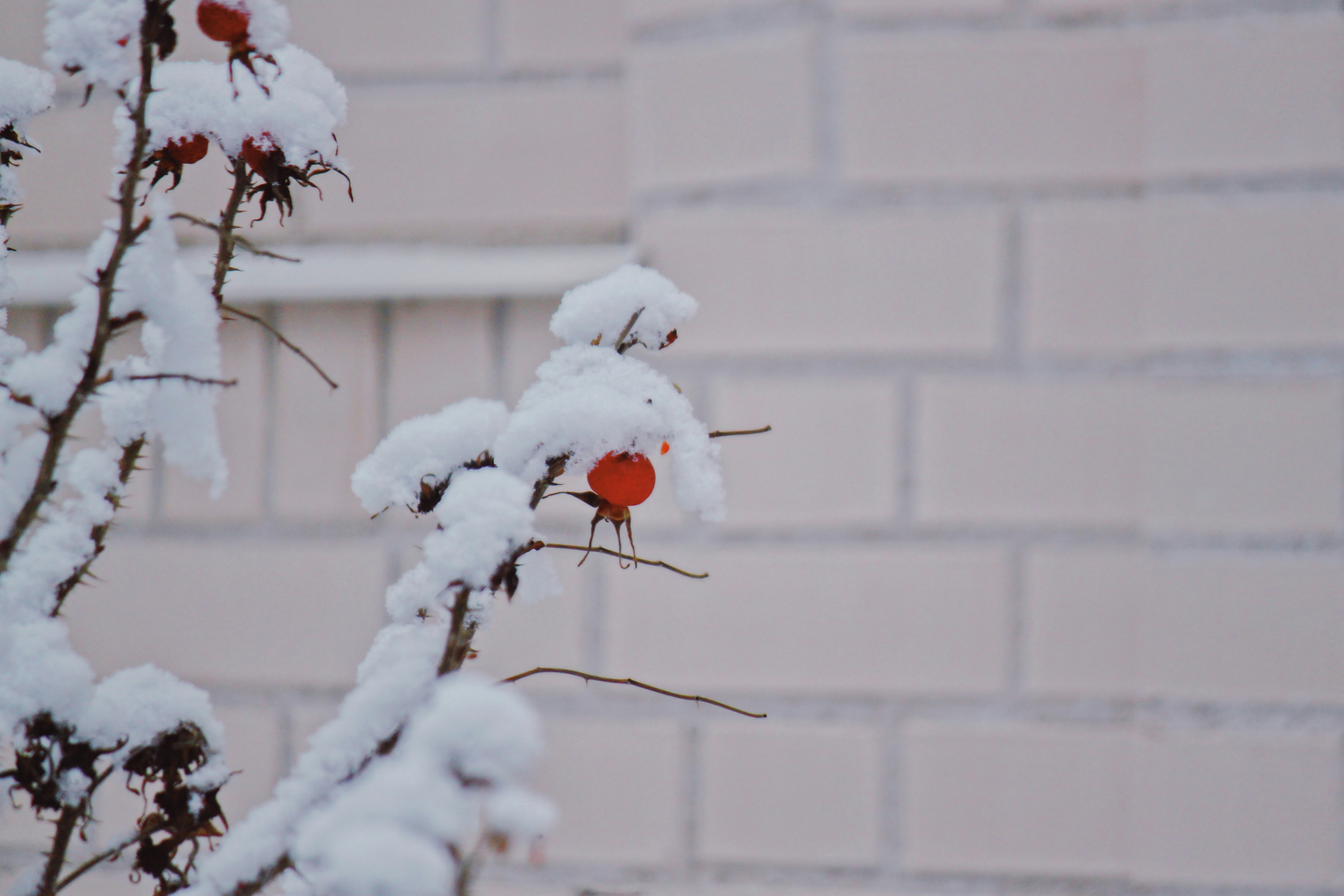 Bright red berries peeking through a blanket of snow on a bare branch against a pale brick wall.