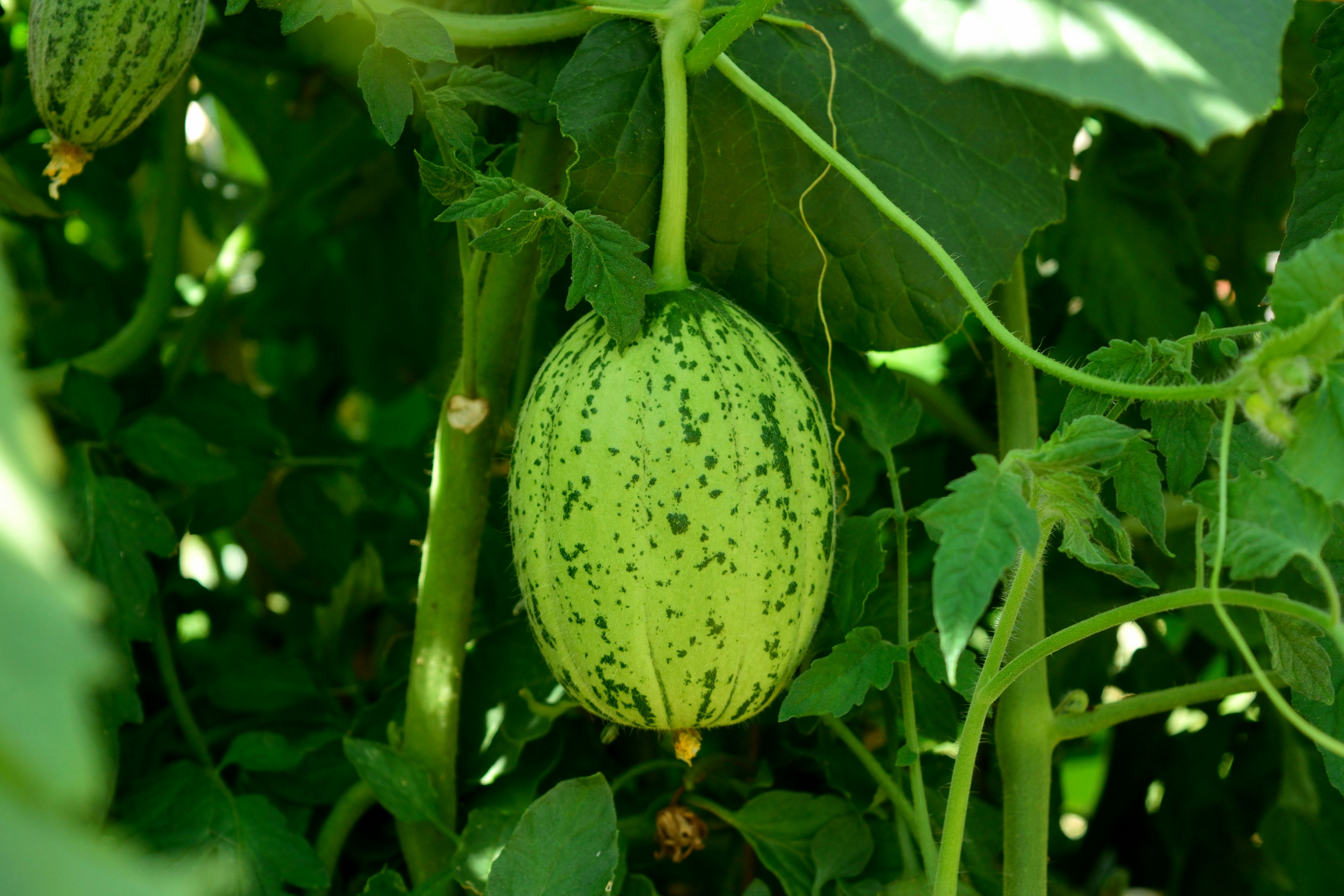 Green Melon Among Vines: A Close-Up of a Speckled Fruit