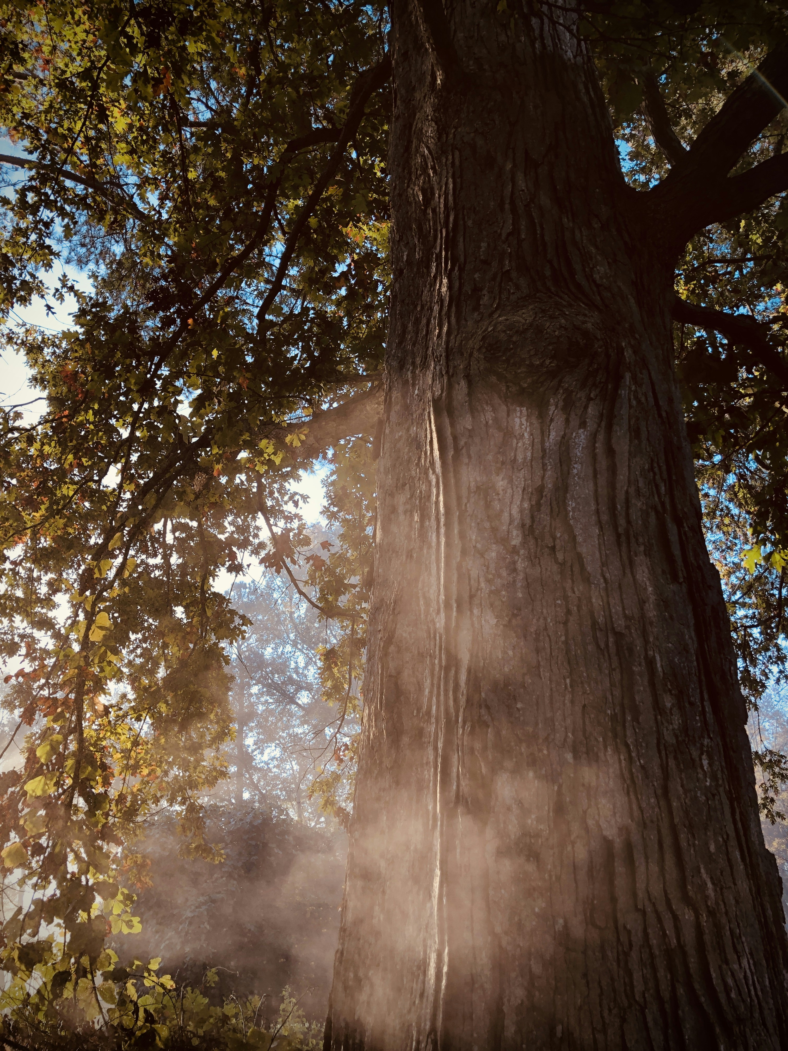 Bark Beacon in Sunlit Dust: A Trunk's Quiet Dawn