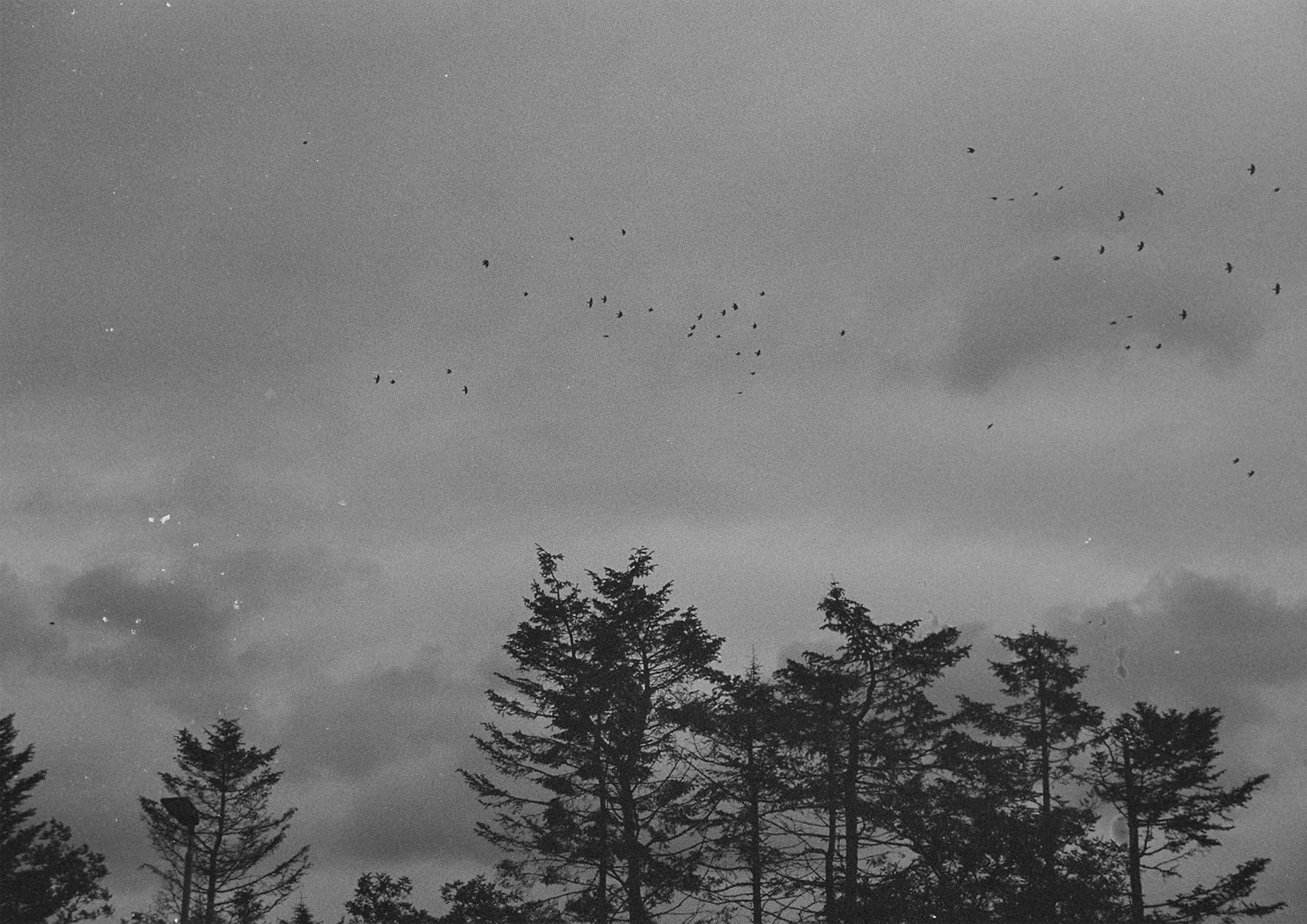 Grayscale photo of pine trees photo – Free Grey Image on Unsplash