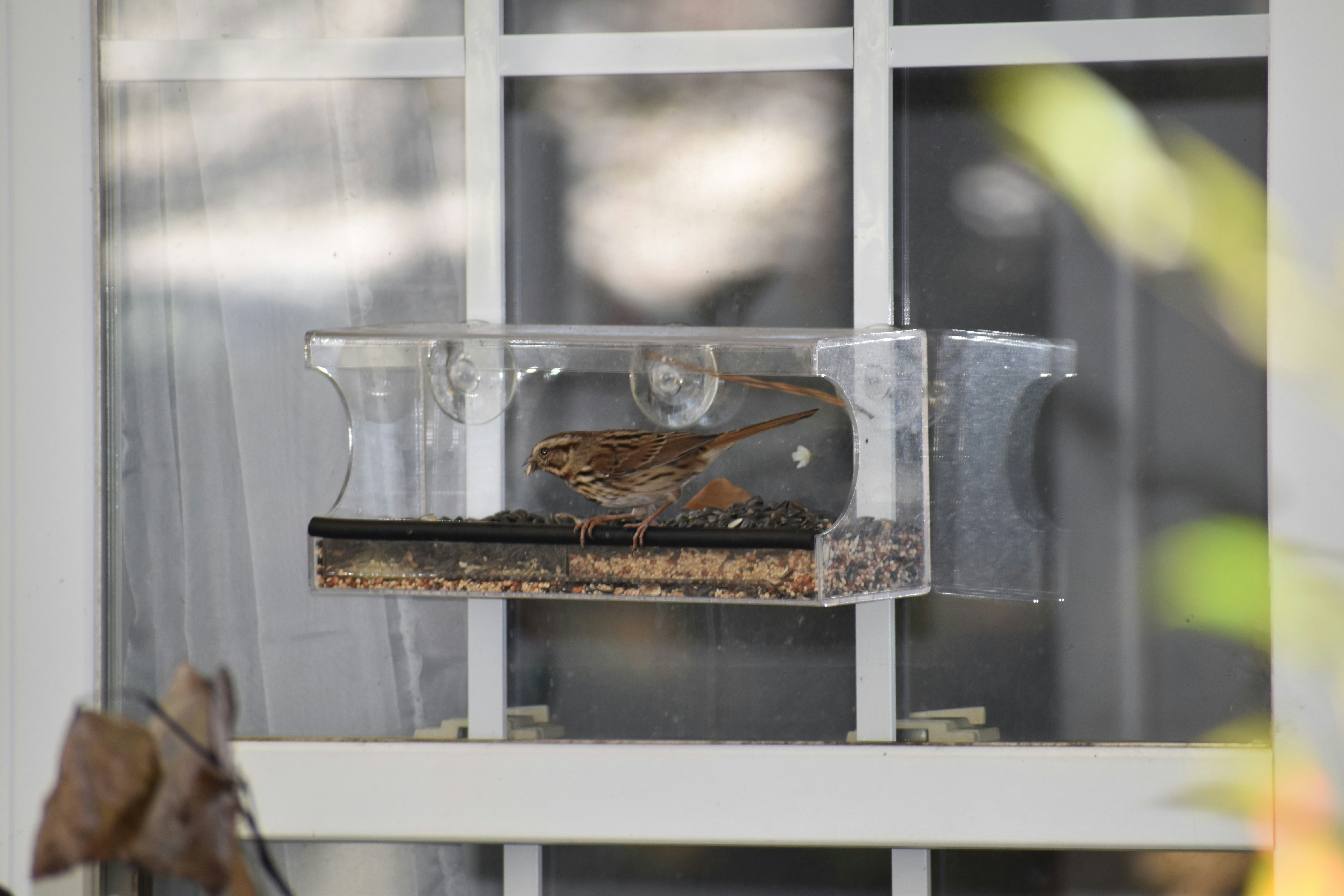 A sparrow perched on a transparent bird feeder, showcasing its intricate plumage against a blurred background. The feeder is affixed to a window, providing a close-up view of the bird.