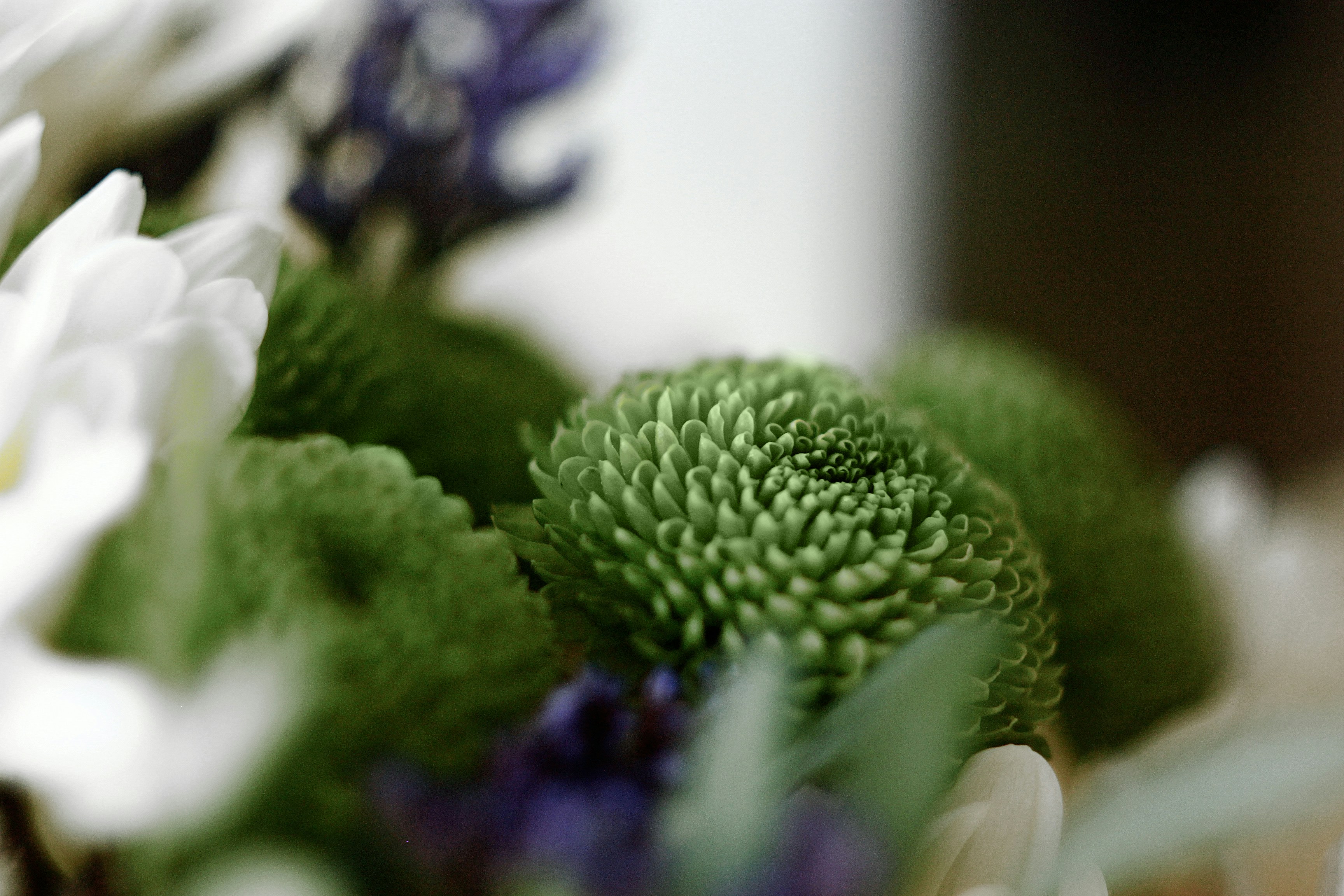 Center Bloom: A Green Chrysanthemum Emerges from Soft Petals