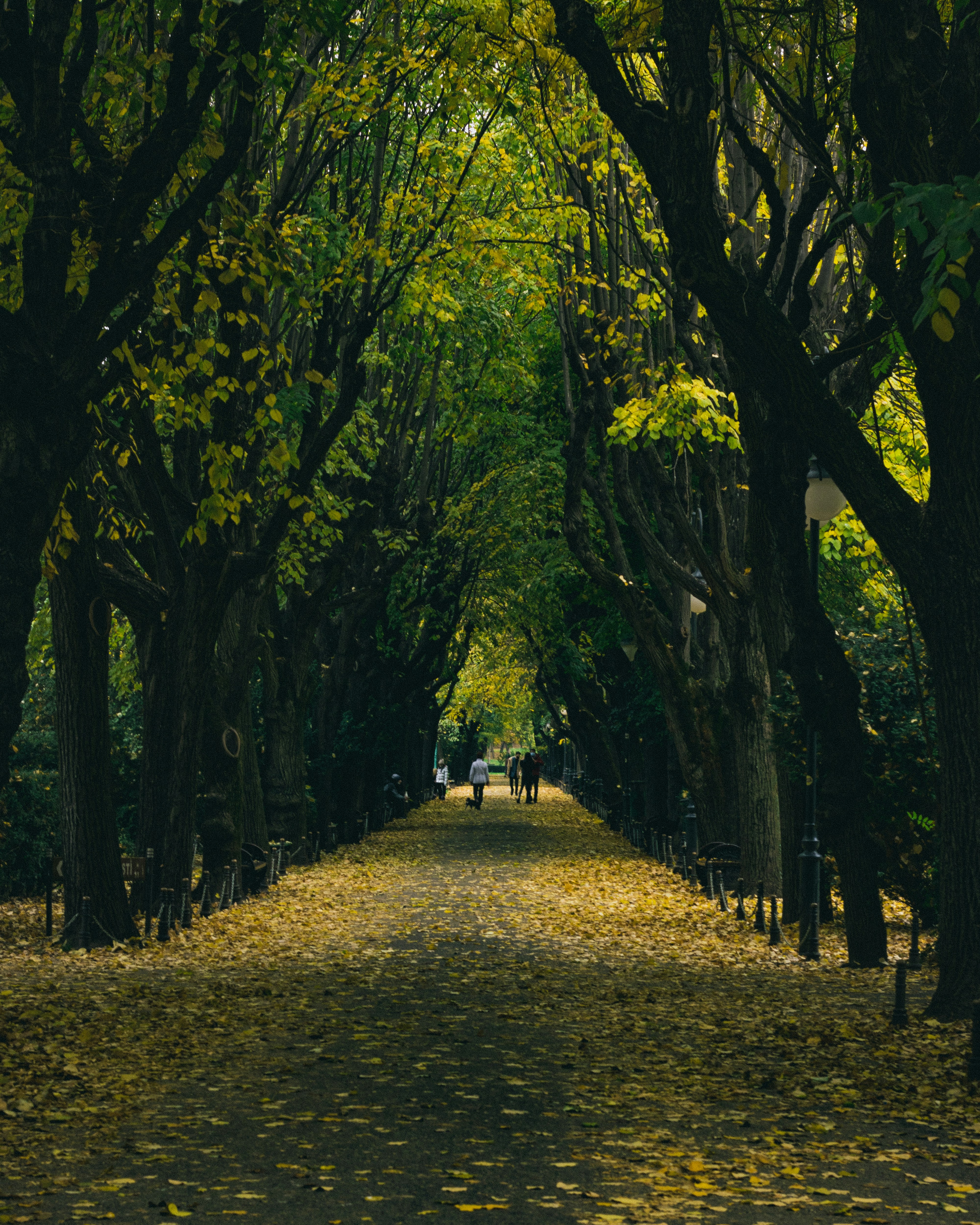 500+ Foggy Forest Pictures [Stunning!] | Download Free Images on Unsplash