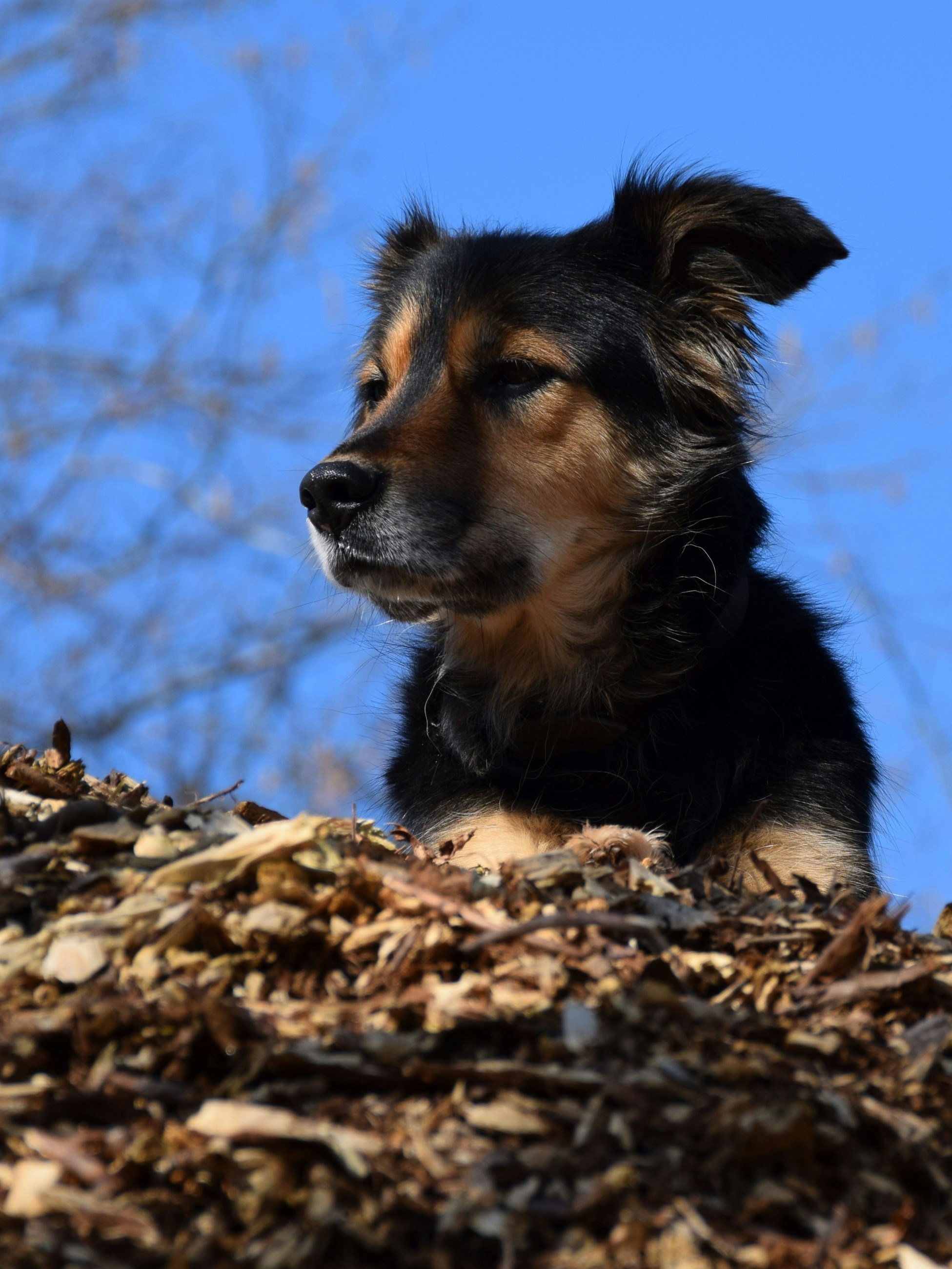 Blue-Sky Sentinel: A Pup Perches Over Autumn Leaves