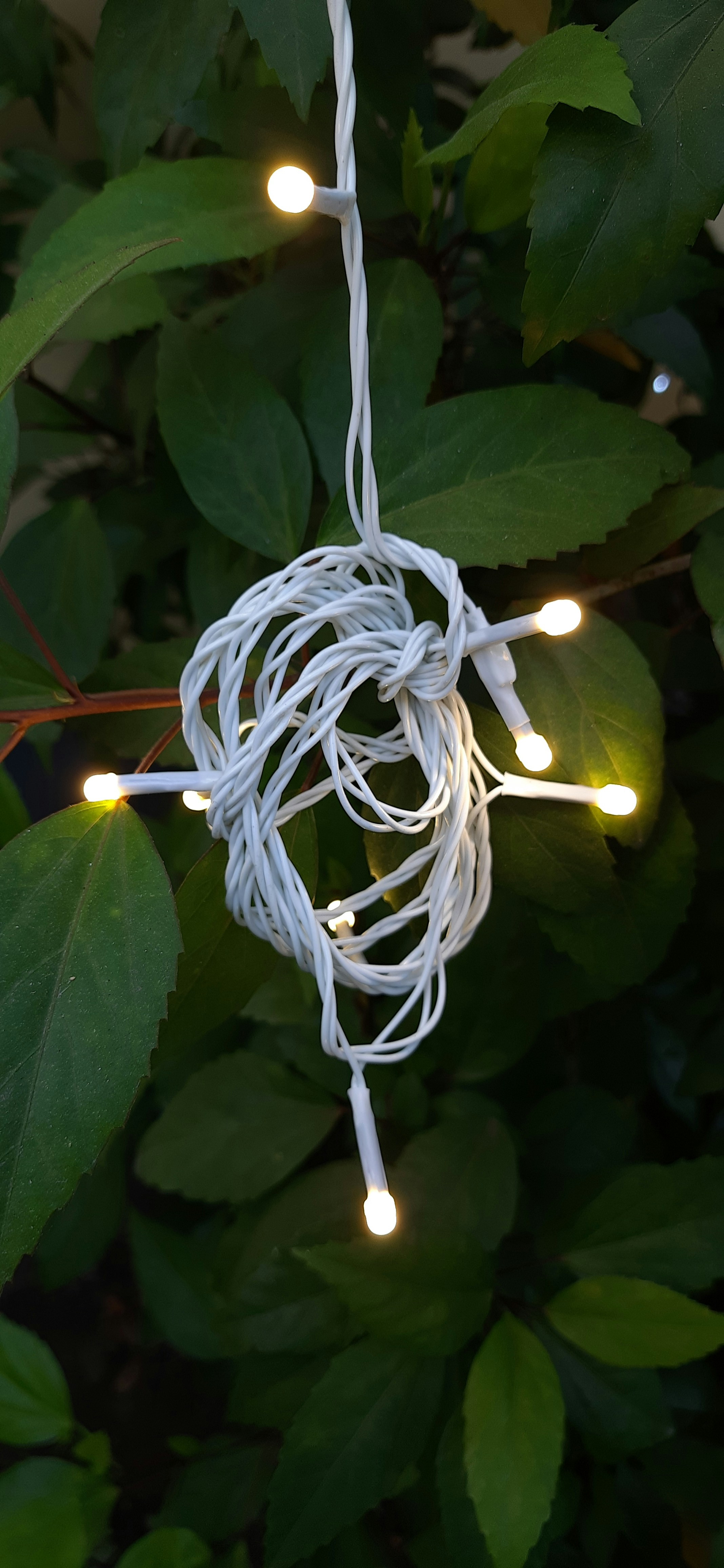 A tangled string of fairy lights nestled among vibrant green leaves, creating a whimsical interplay of illumination and foliage.