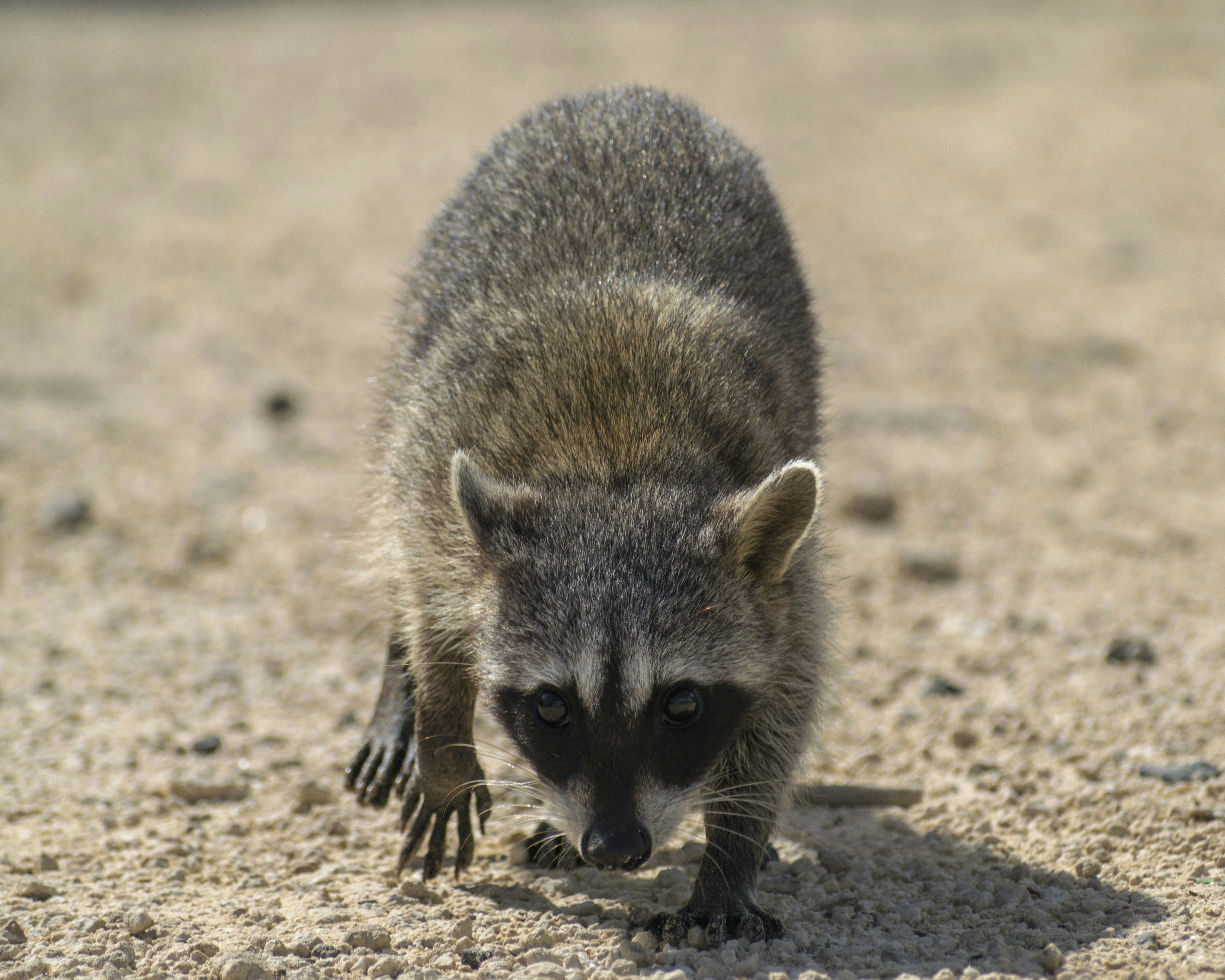 Shadowed Stalker: A Curious Ringtail Probing the Dust