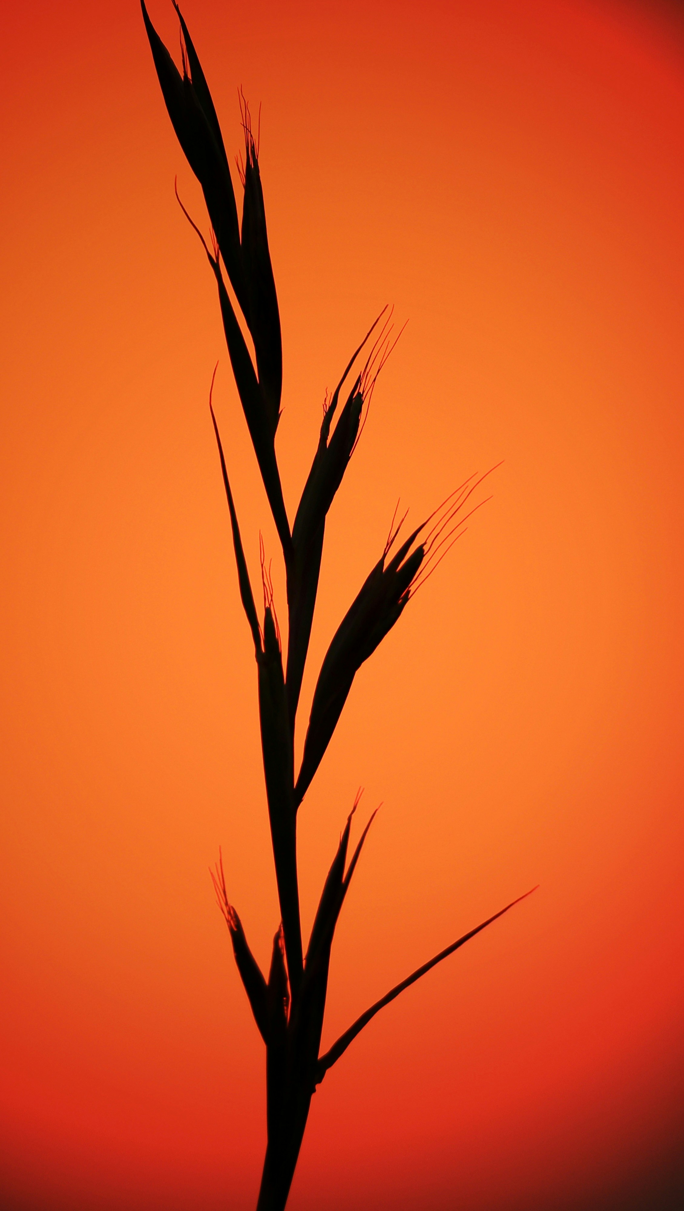 A slender plant silhouetted against a vibrant orange sunset, showcasing its delicate structure and resilience.