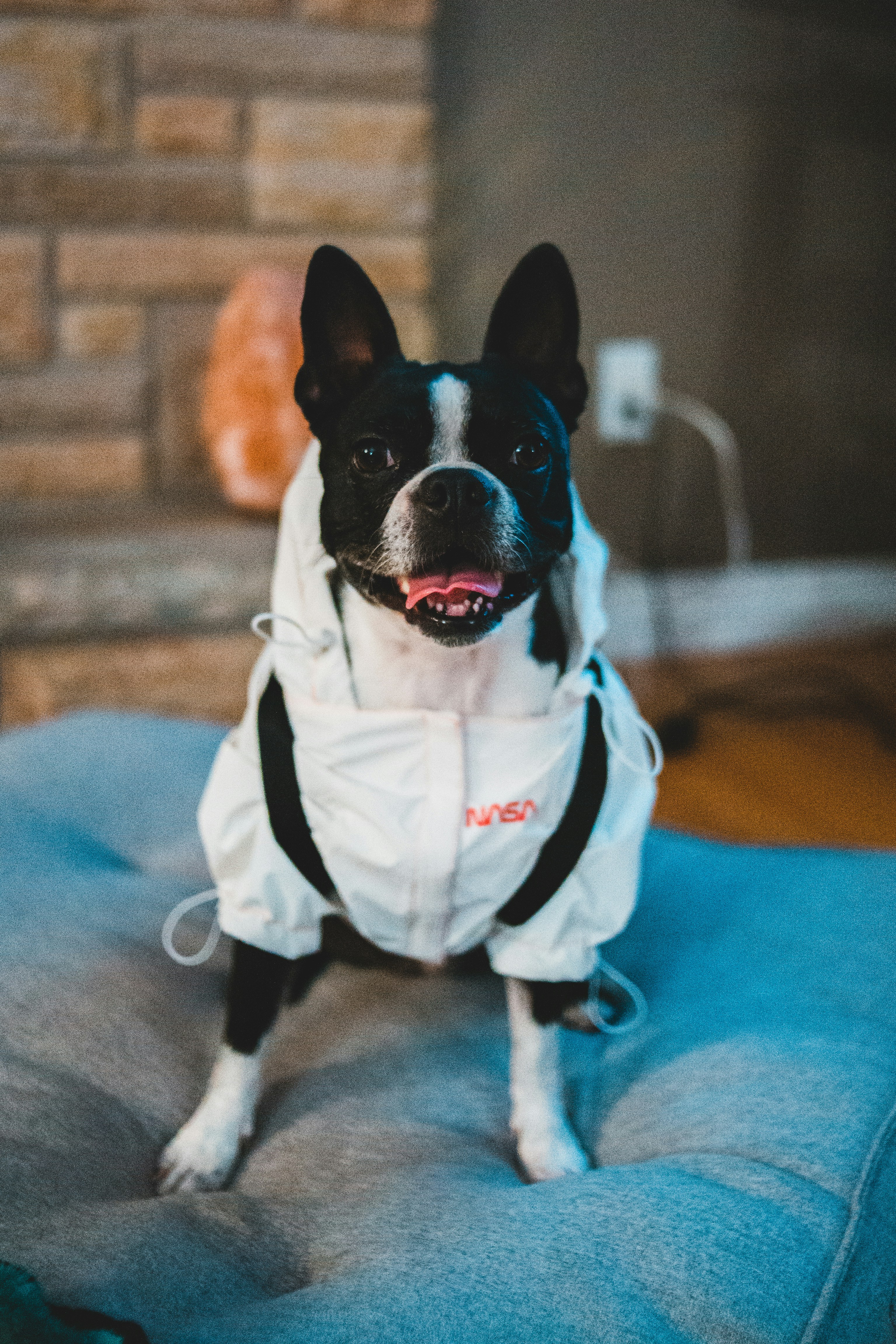 Cosy NASA Pup in a White Jumpsuit
