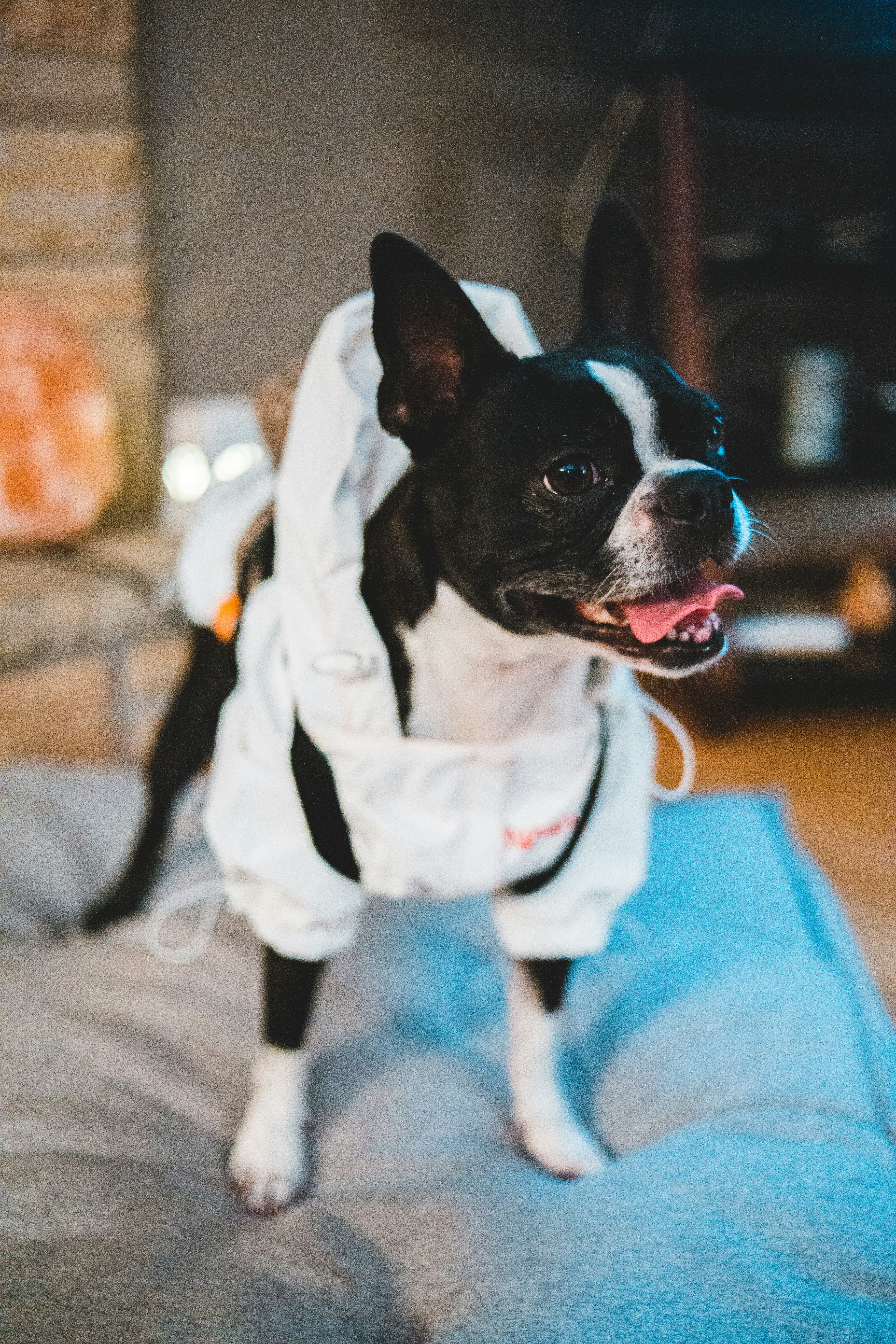 Boston Terrier in a White Hoodie Stages a Cozy Indoor Moment
