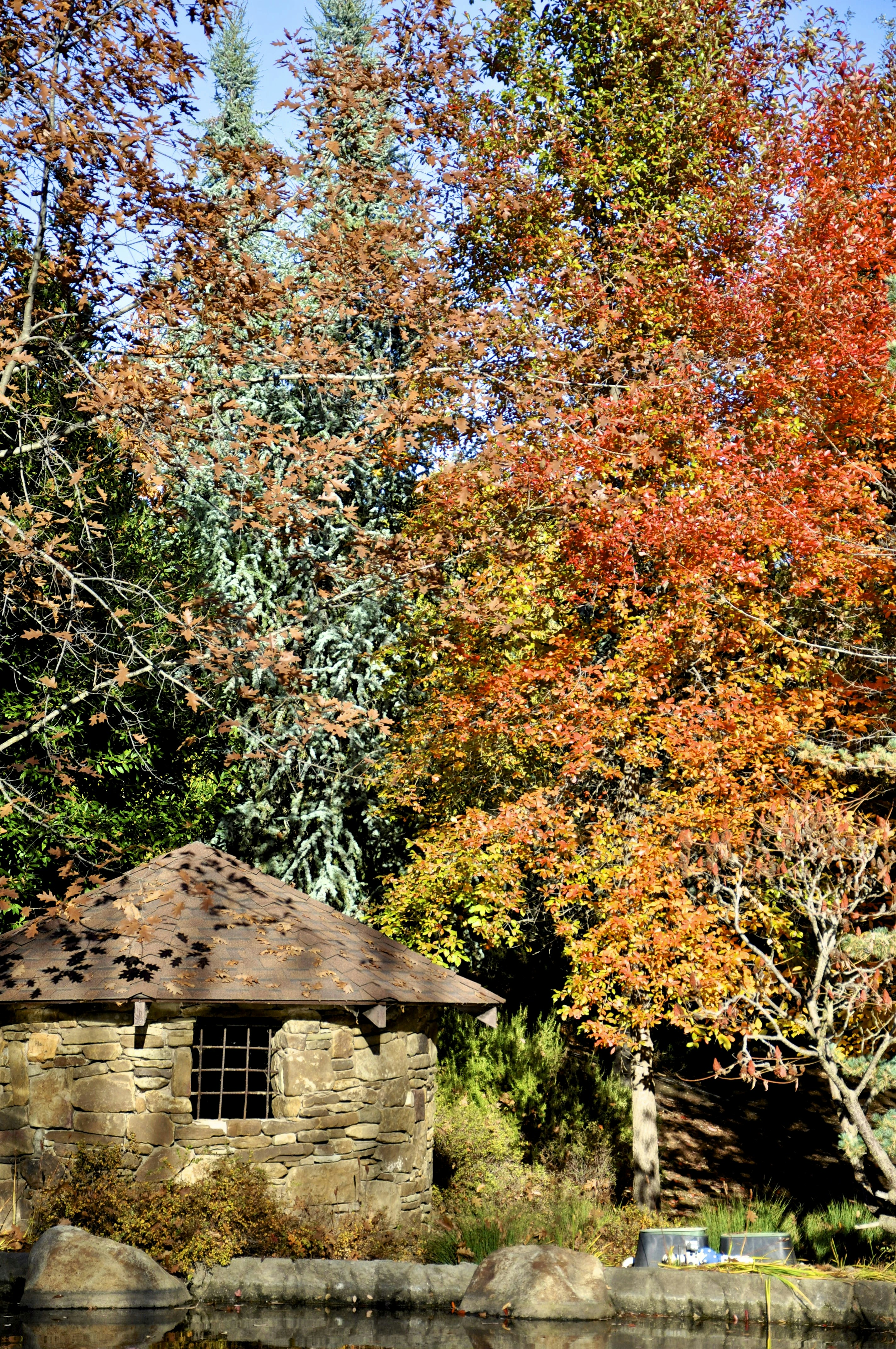 Autumn Echoes by the Quiet Pond