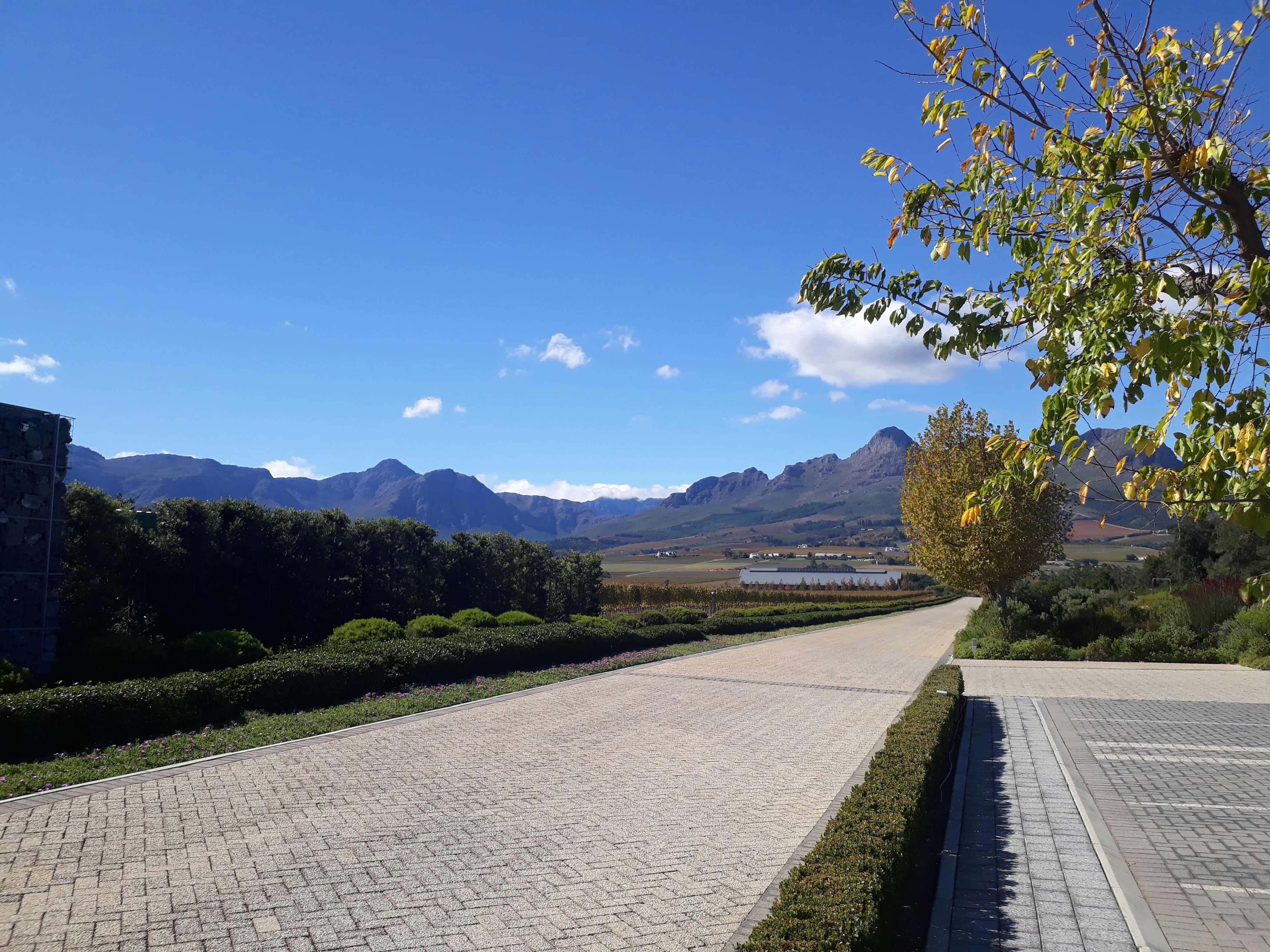 Paved road leading towards distant mountains under a clear blue sky, bordered by lush greenery and a tree with autumn leaves.