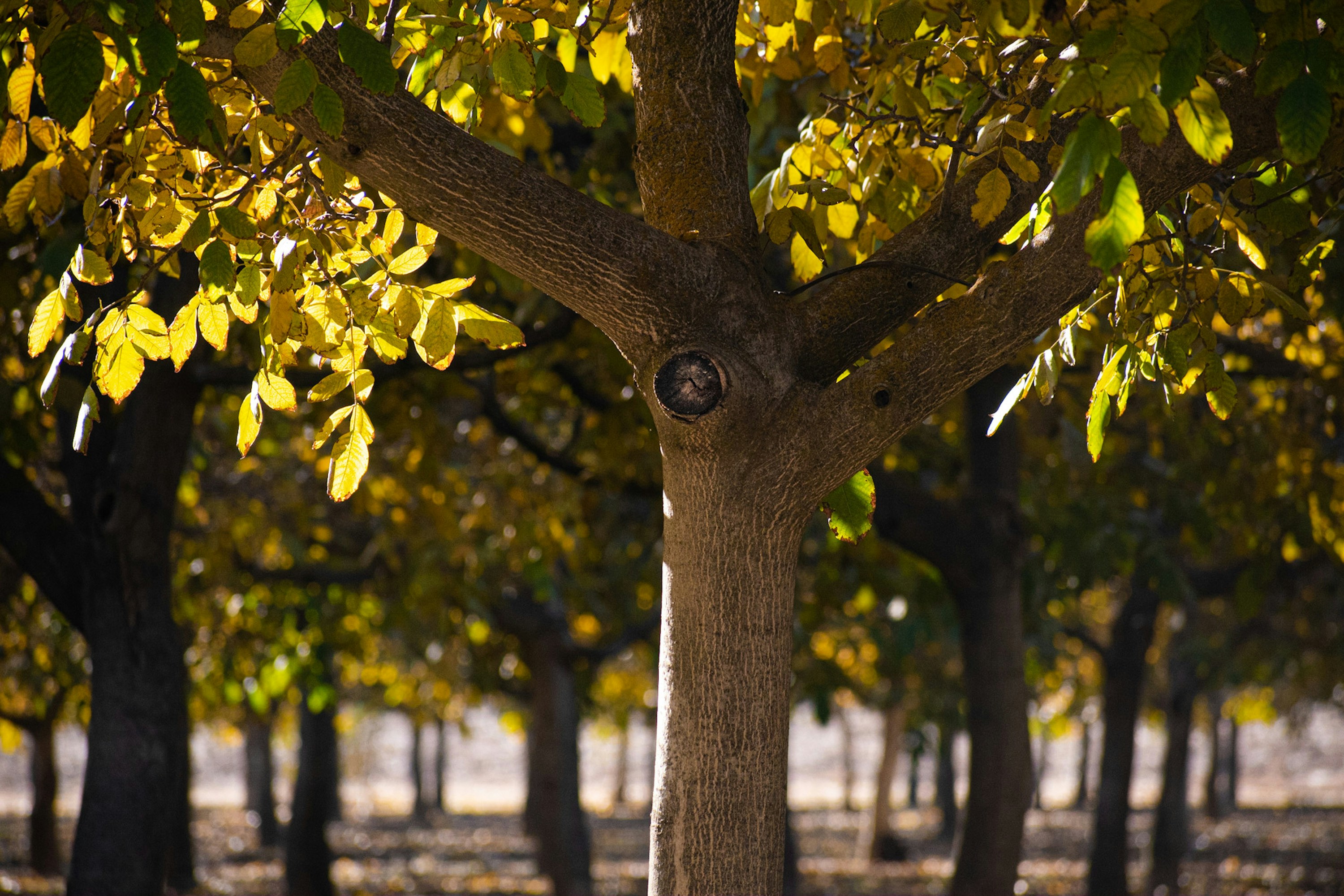 Golden leaves cascade around a sturdy tree trunk in an autumnal grove, highlighting the seasonal transition. The scene captures the essence of nature's quiet beauty.