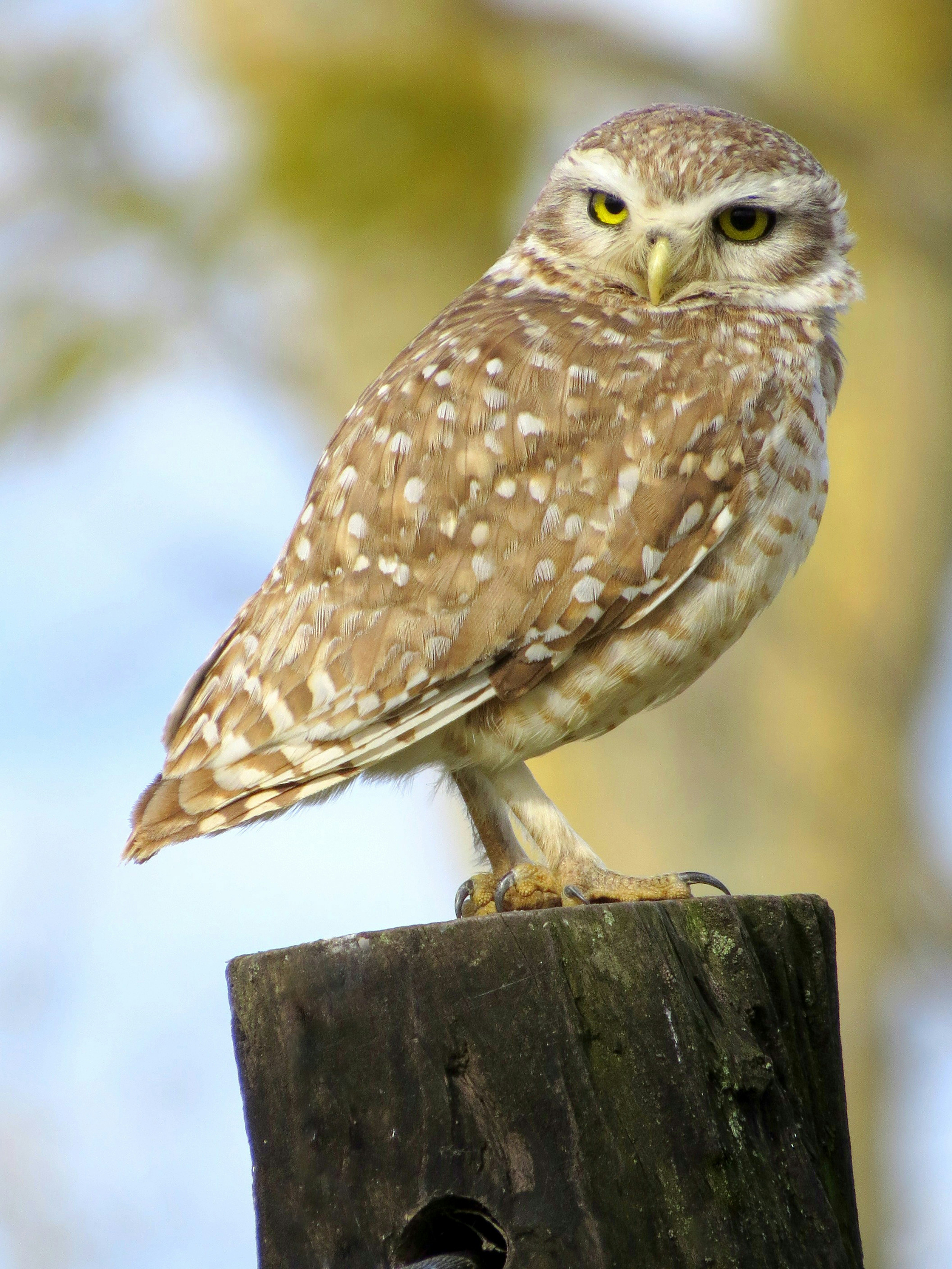 burrowing owl | brown and white owl on brown wooden post during daytime