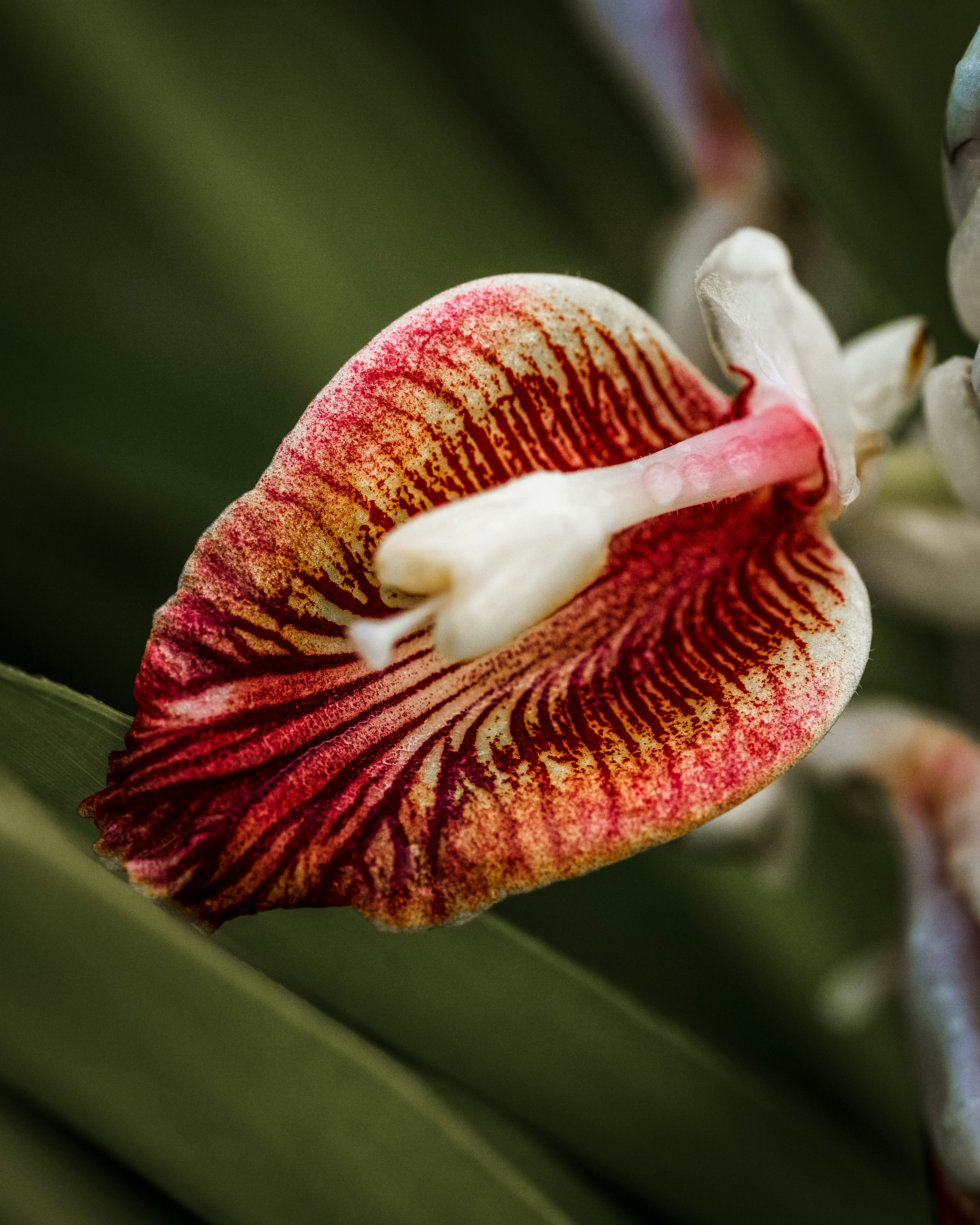 Crimson Lip-Shape Bloom Against Velvet Green