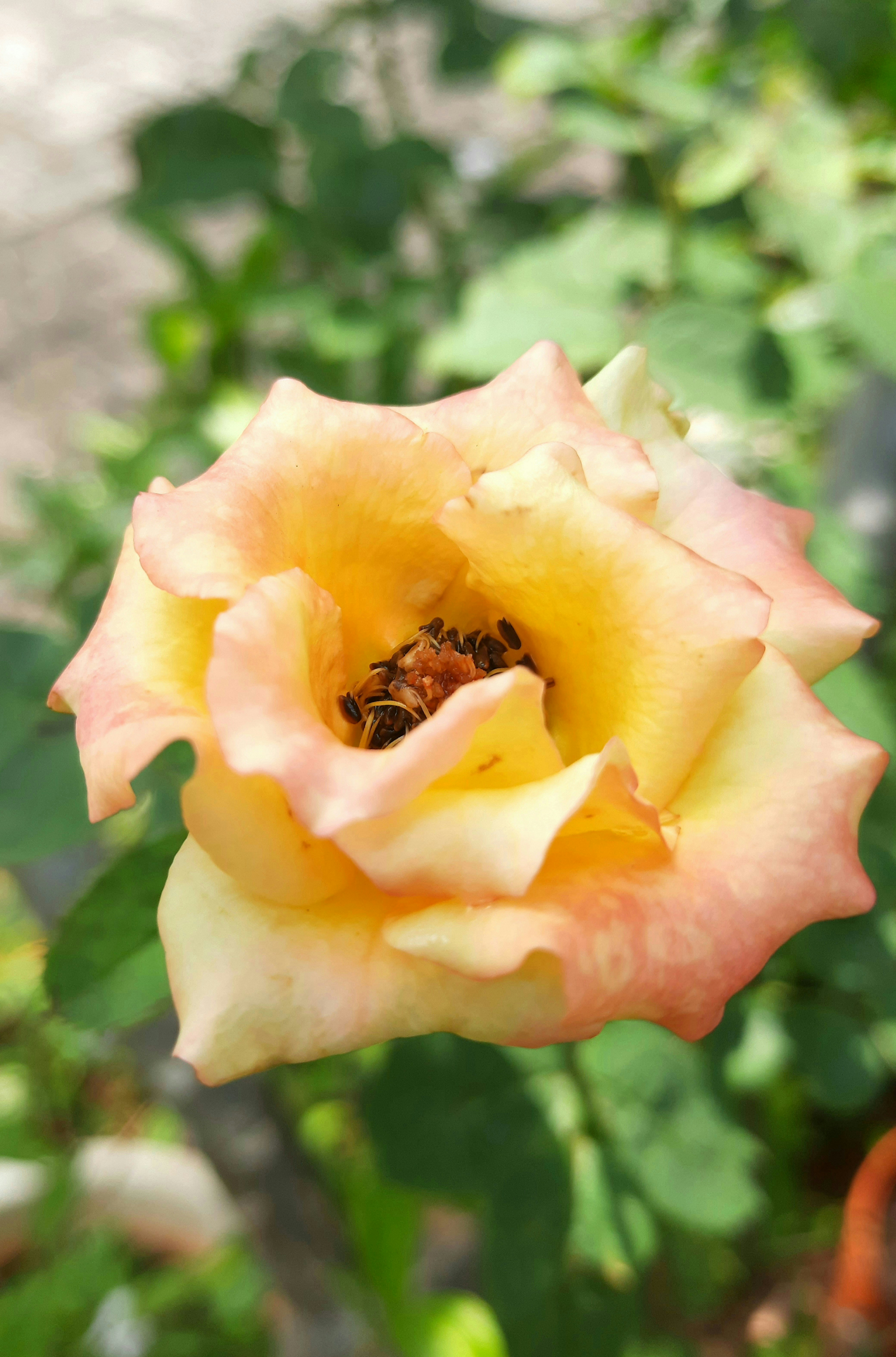 Morning Light on a Peach Rose: Close-Up Bloom in Quiet Garden