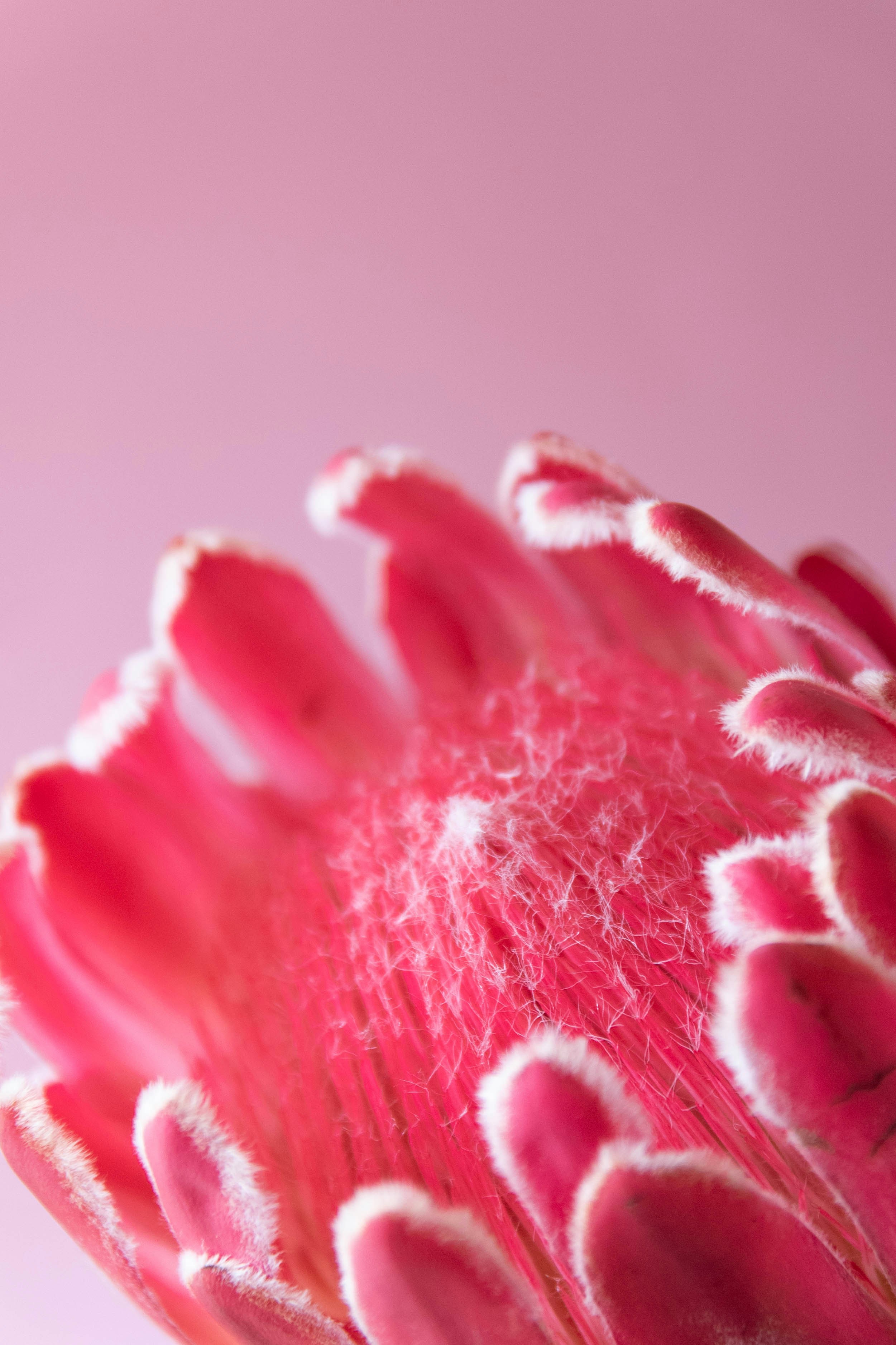 a close up of a pink flower on a pink background