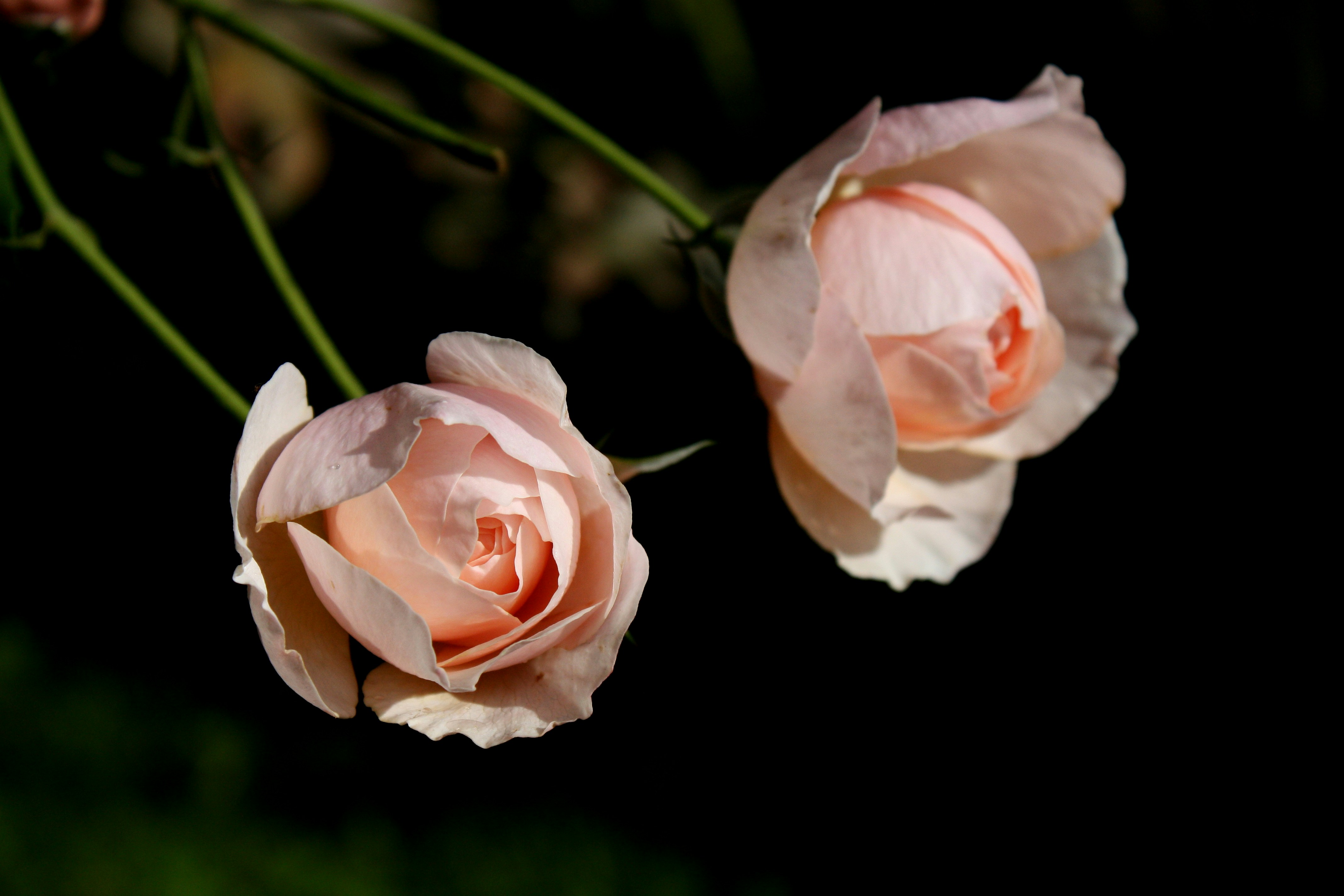 Pink and white rose in bloom photo – Free Brown Image on Unsplash