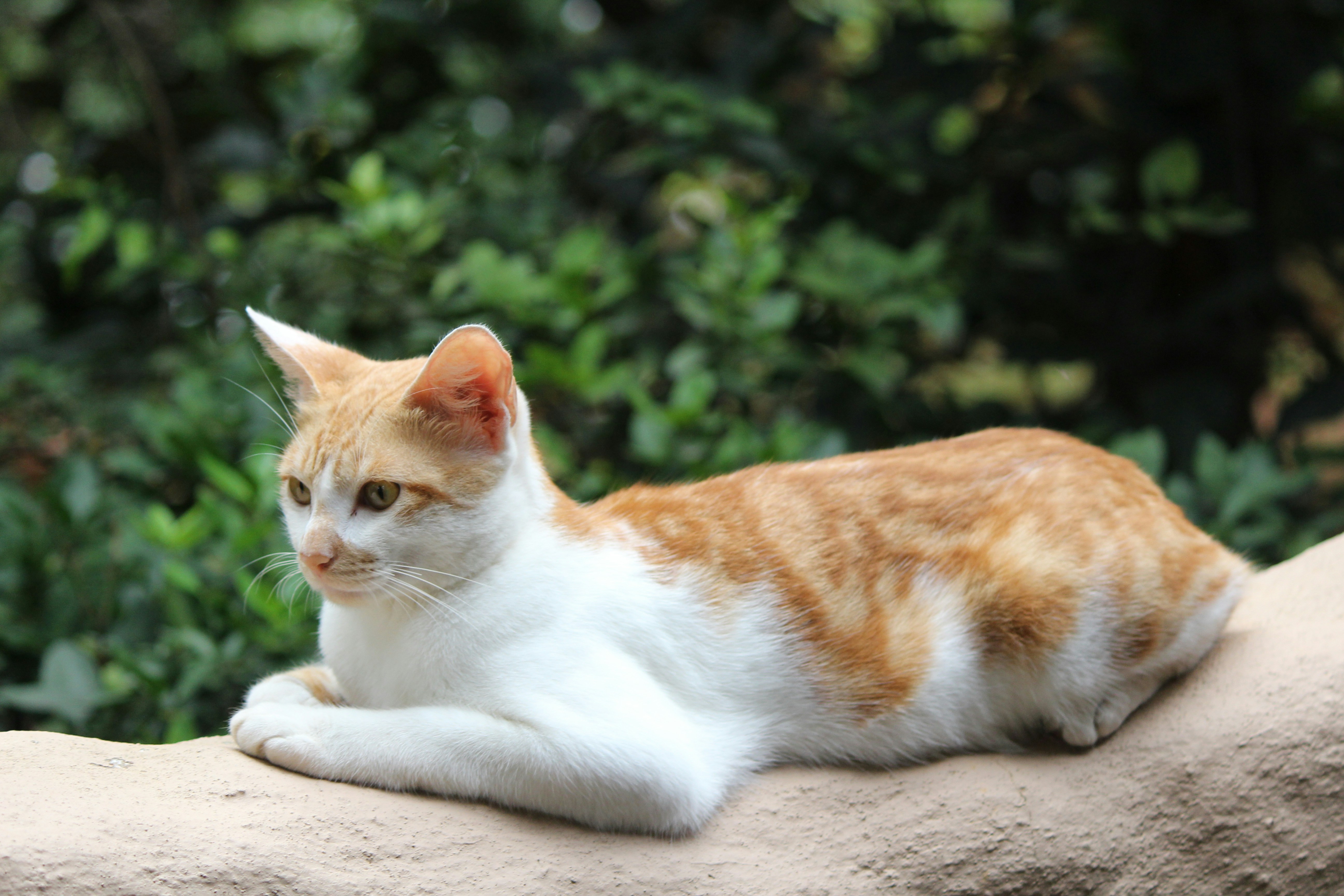 Orange and white cat lounging on a stone ledge, surrounded by lush greenery. The cat appears relaxed and observant.