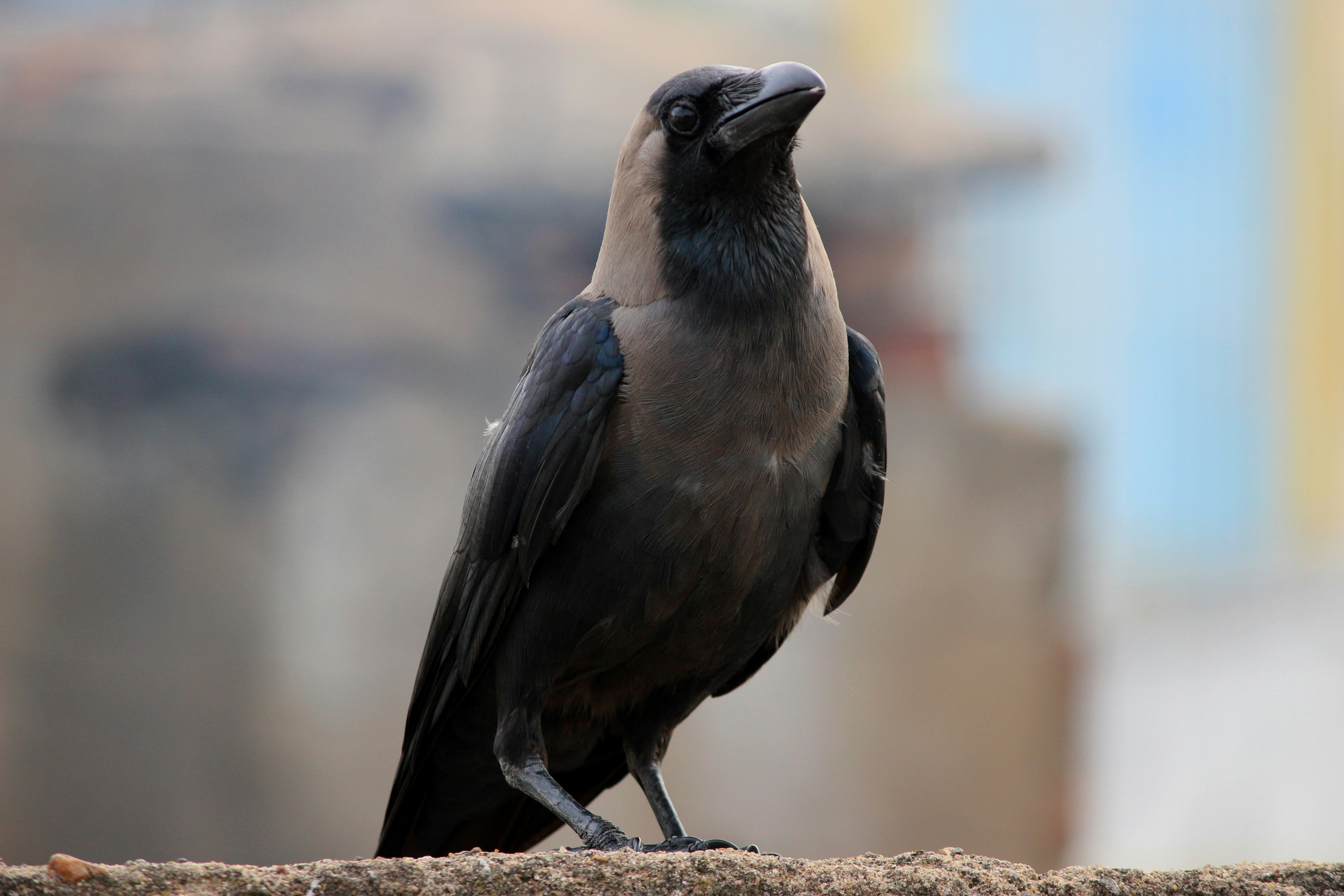 A crow perched on a ledge, showcasing its sleek feathers and keen gaze against a softly blurred urban backdrop.