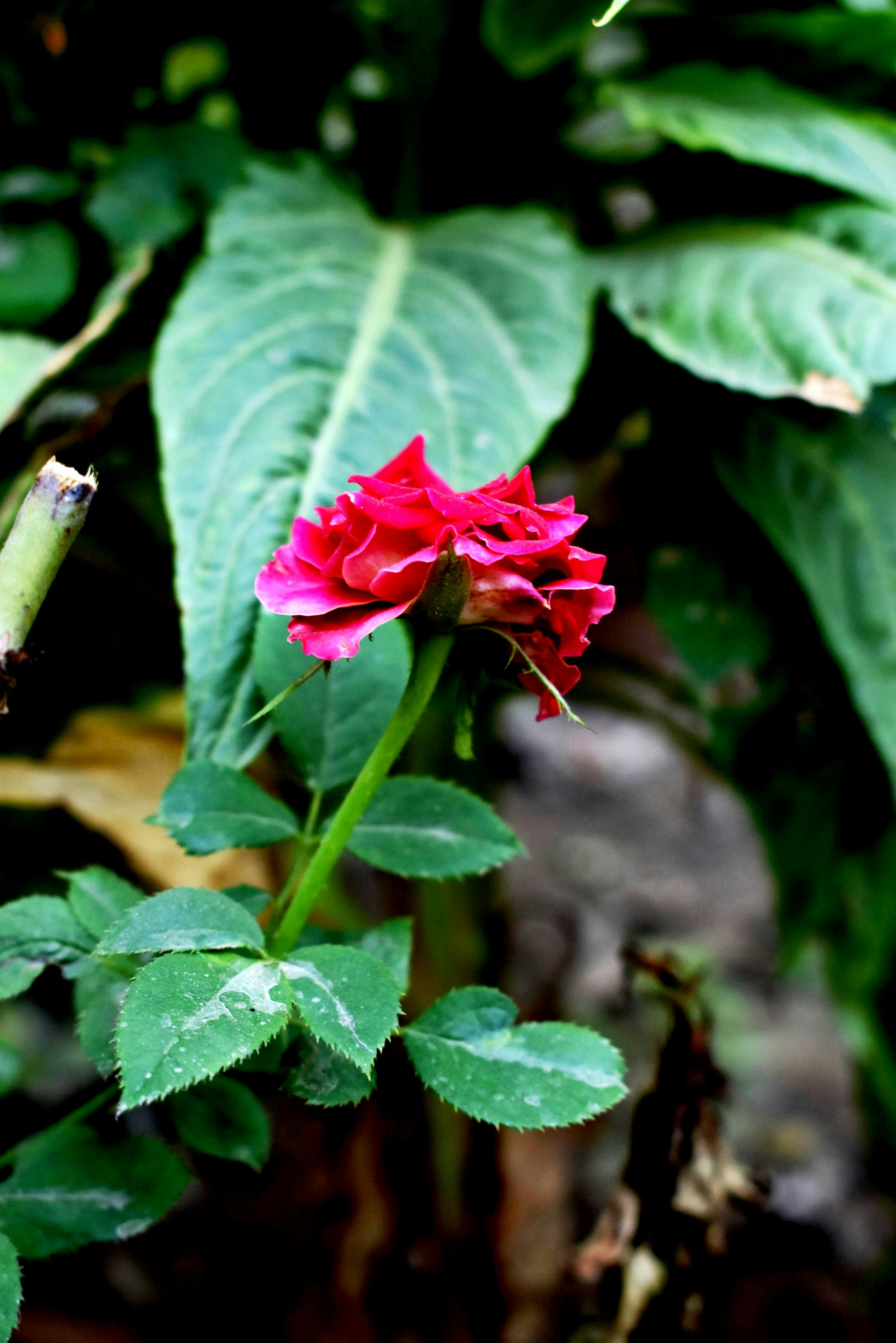 Scarlet Rose Emerging Through a Veil of Garden Green