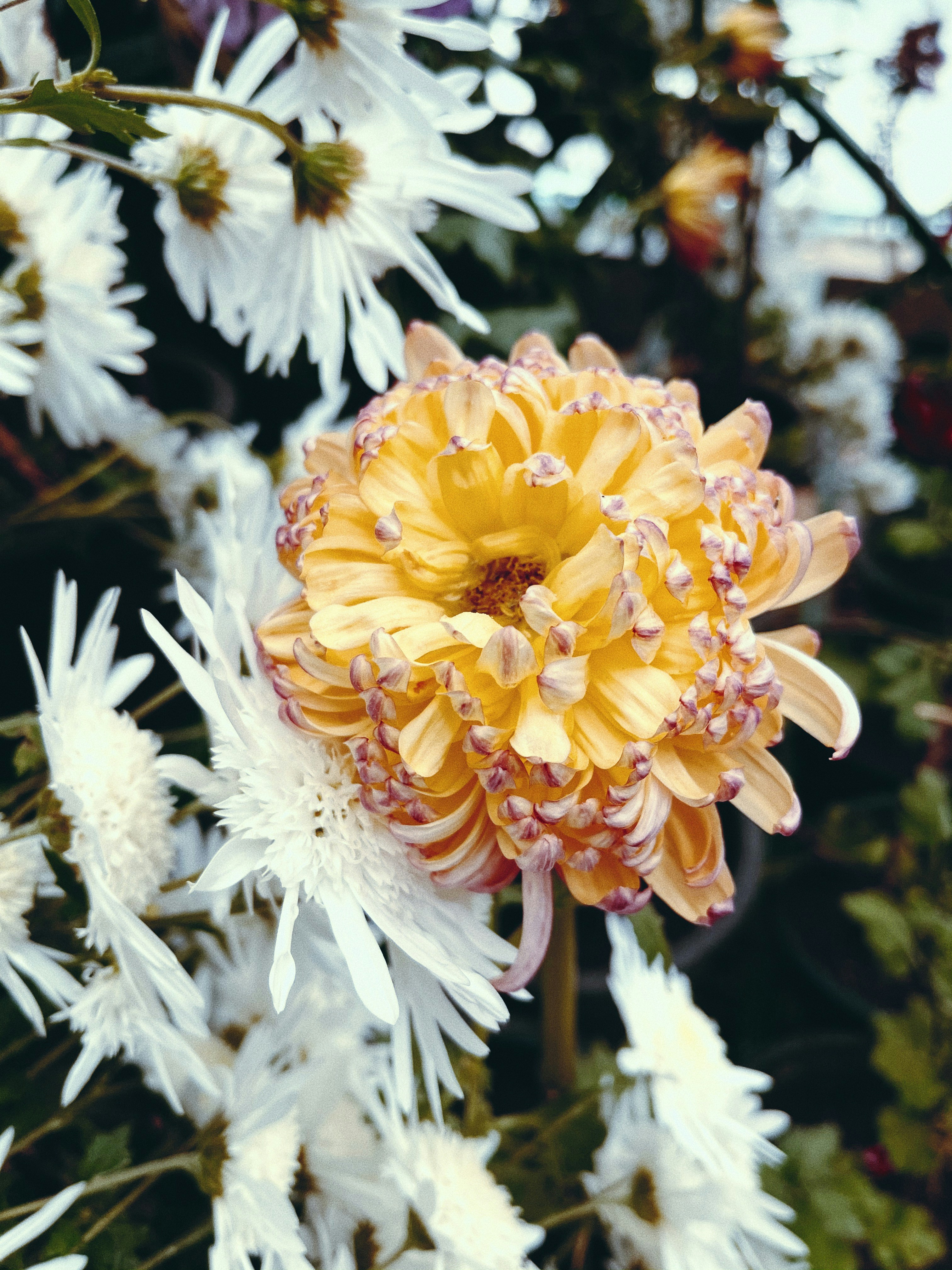 yellow and white flowers in tilt shift lens