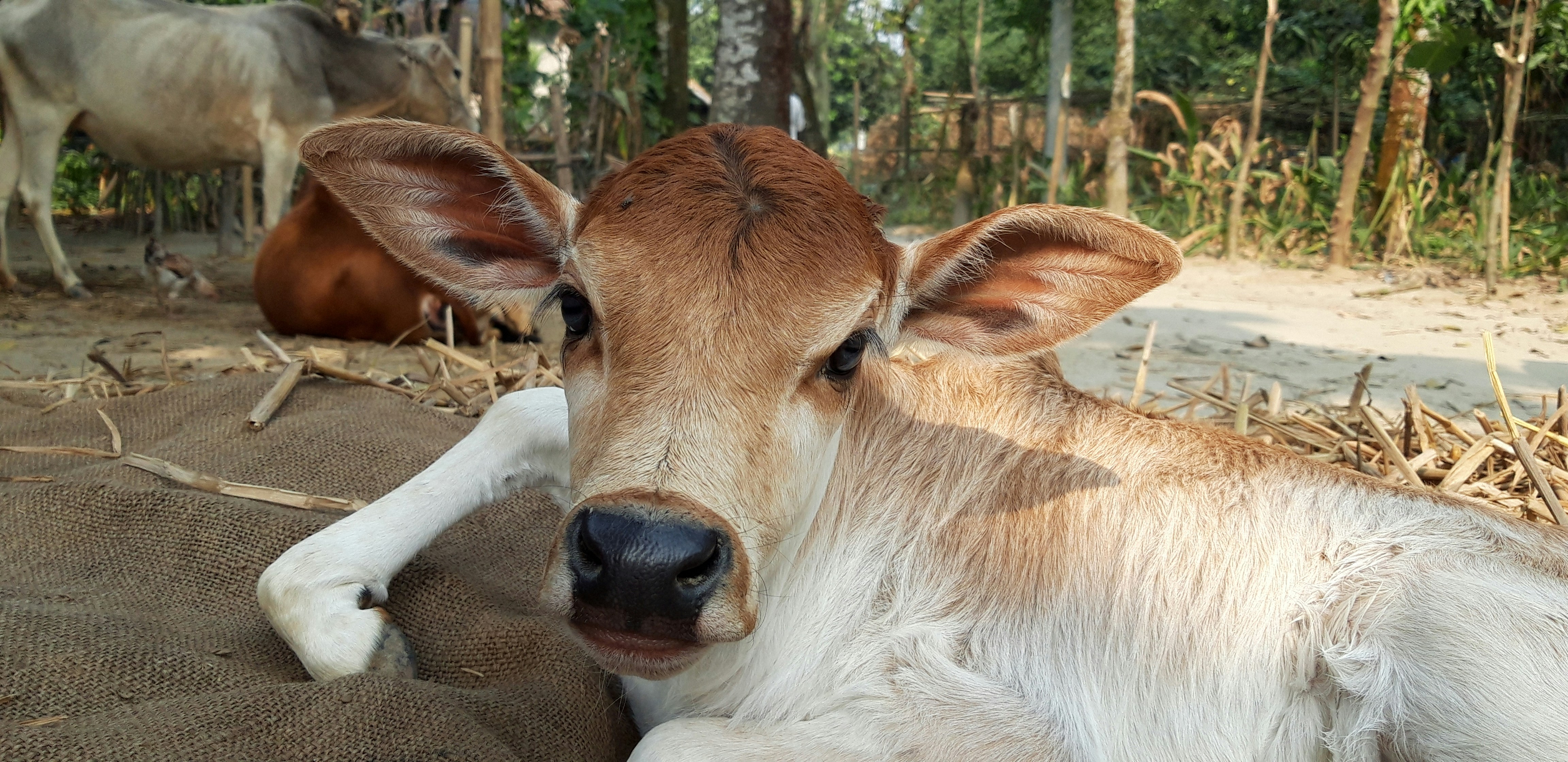 Curled Jersey Heifer: Quiet Face Between Fence Posts