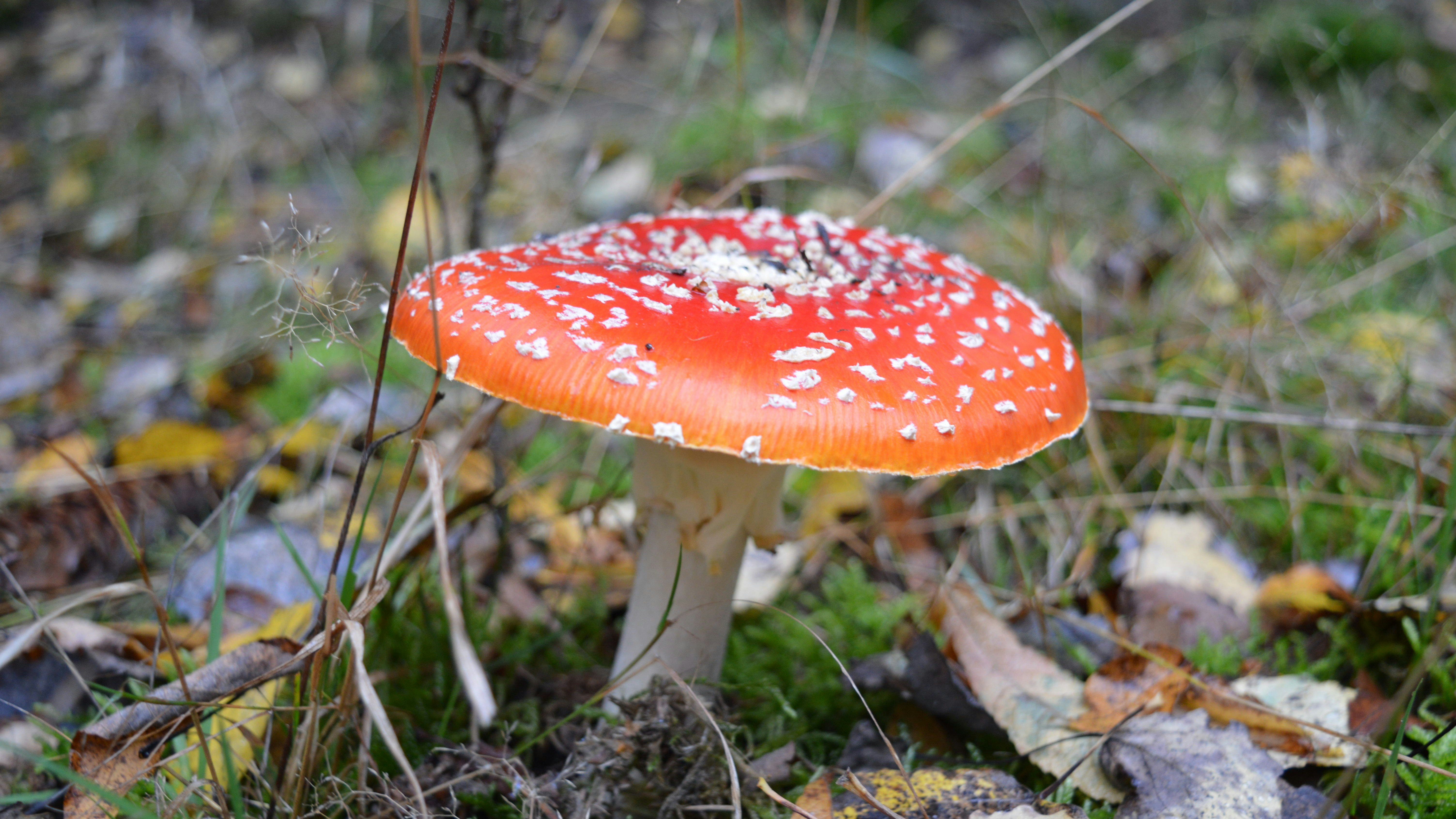 Scarlet Amanita: A Red-White Burst Among Autumn Leaves