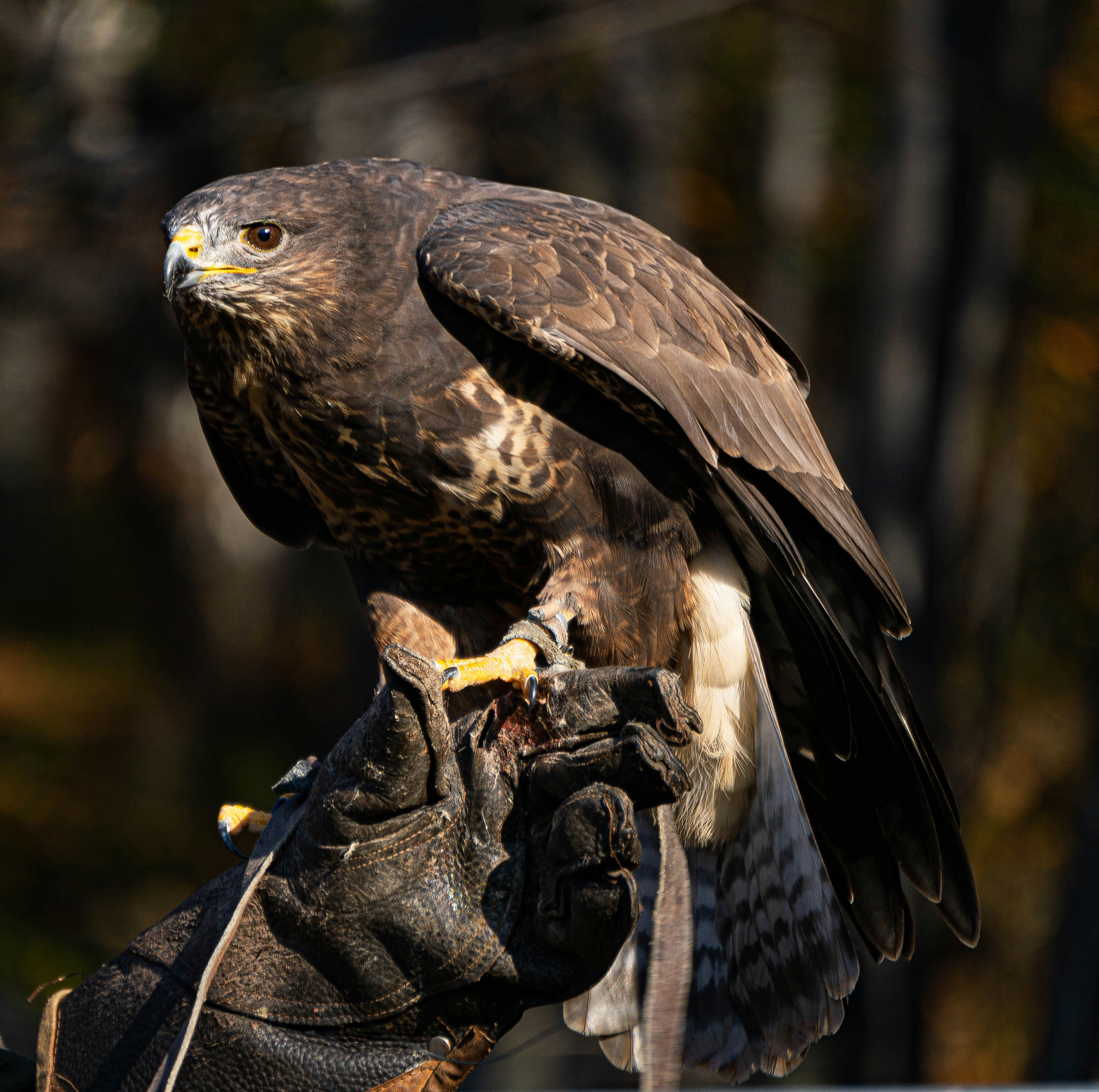 Gaze on the Glove: A Hawk's Quiet Stare in Autumn Light