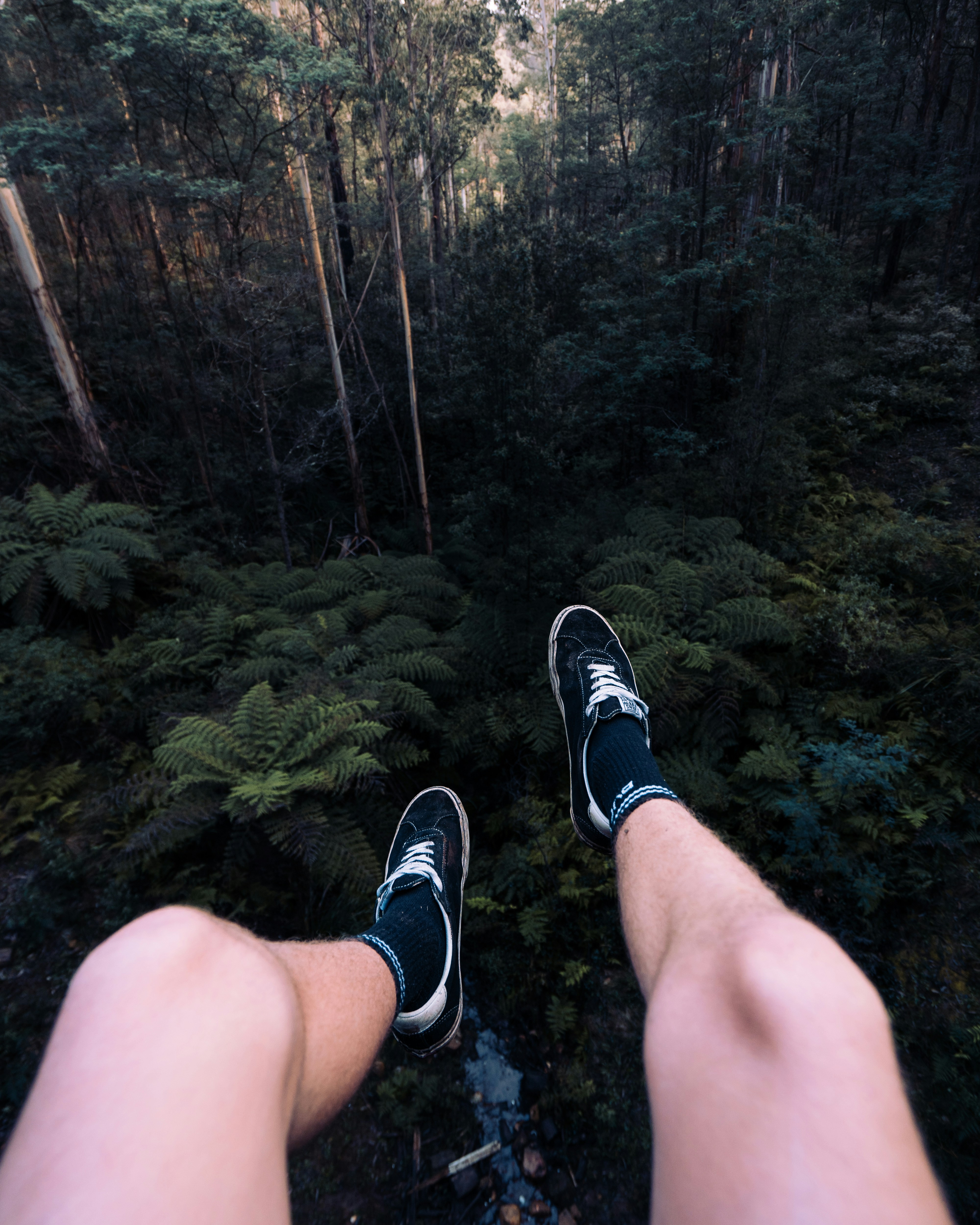 Feet Over Ferns: Dangling View from a Dense CanopyOskar Smethurst