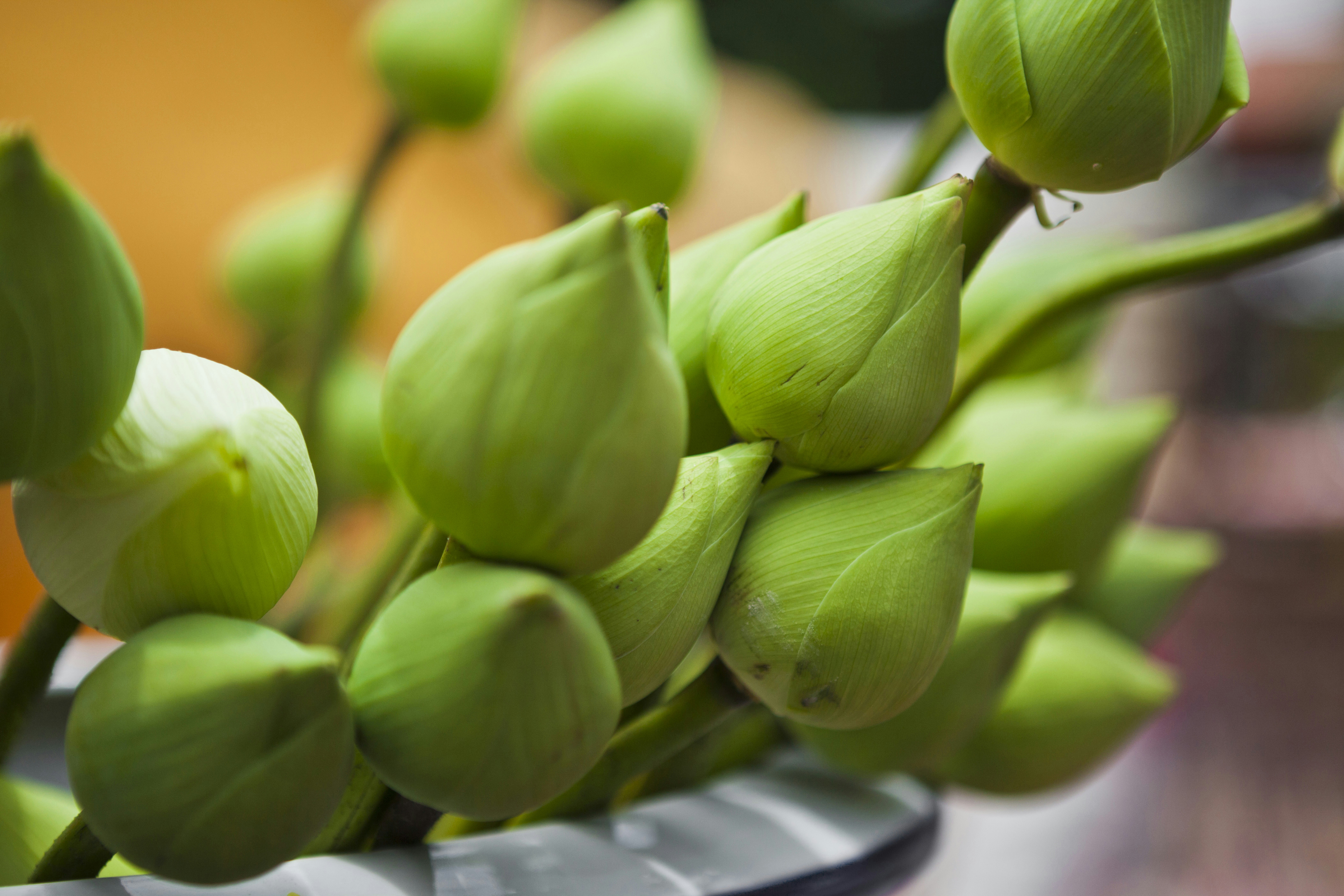 A close-up view of green lotus buds, showcasing their delicate shapes and textures against a softly blurred background.