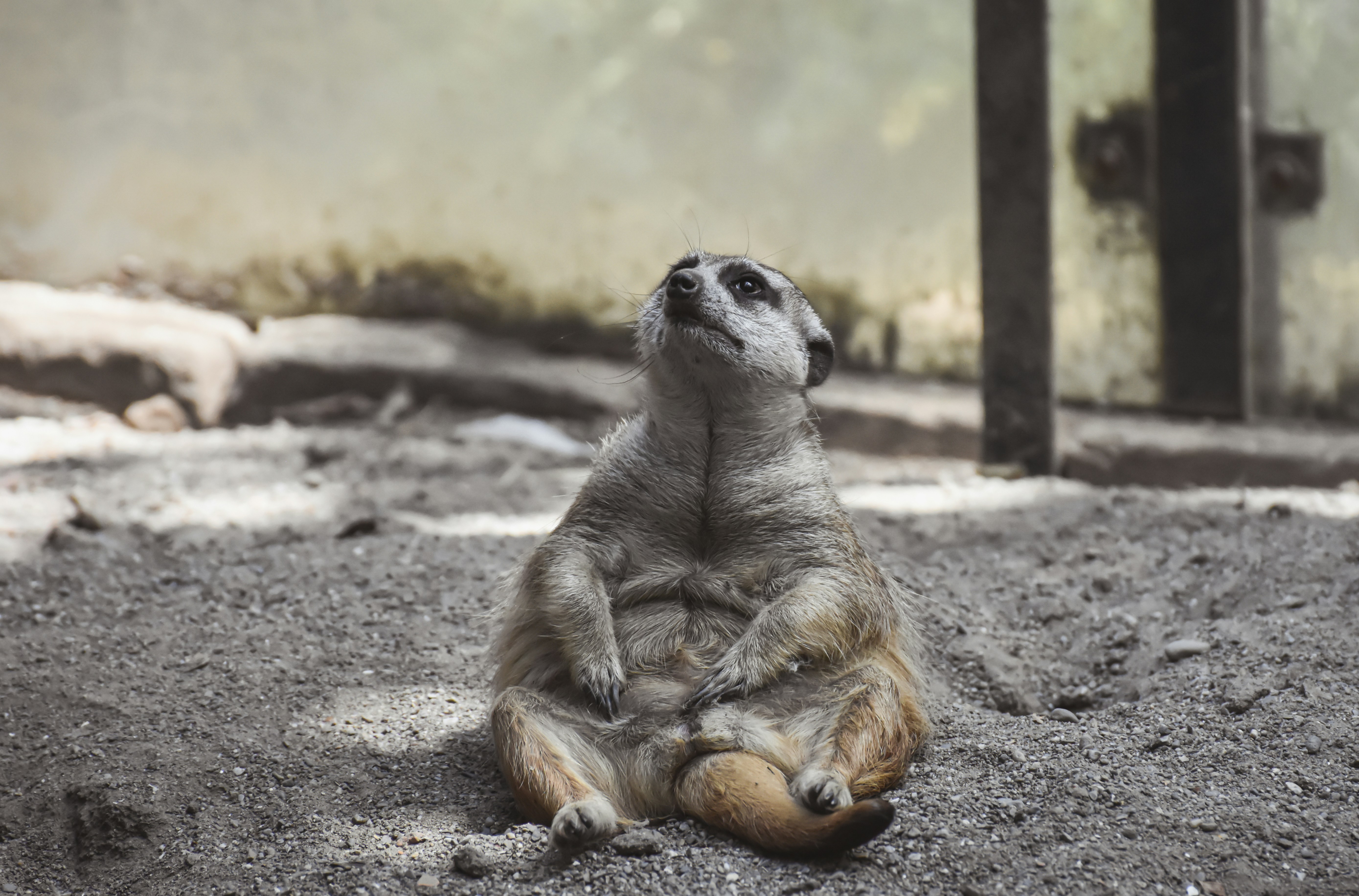 A meerkat sitting on its hind legs, gazing upwards in a sandy enclosure, surrounded by soft shadows.