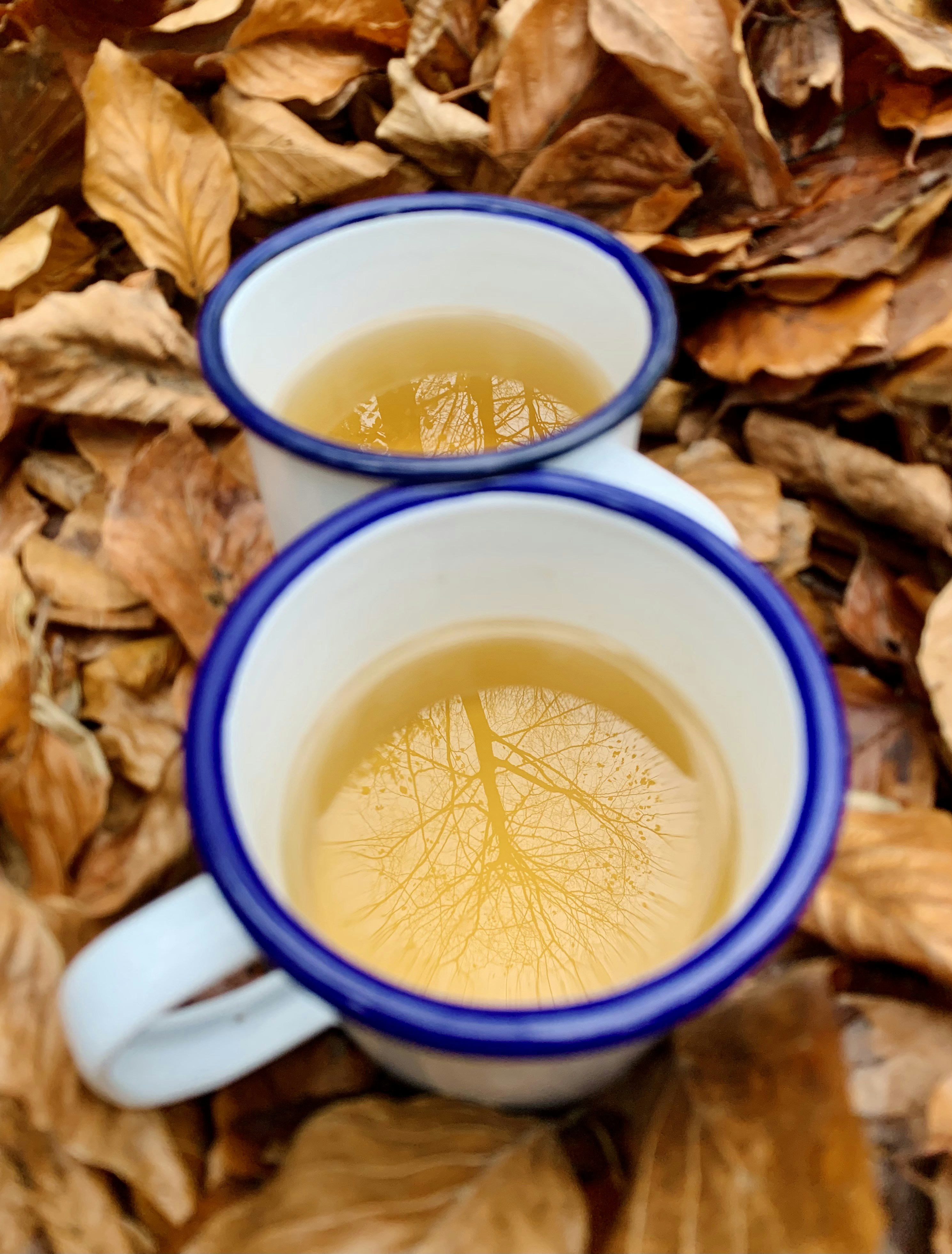 Two cups filled with warm beverage nestled among fallen leaves, reflecting the bare branches above.