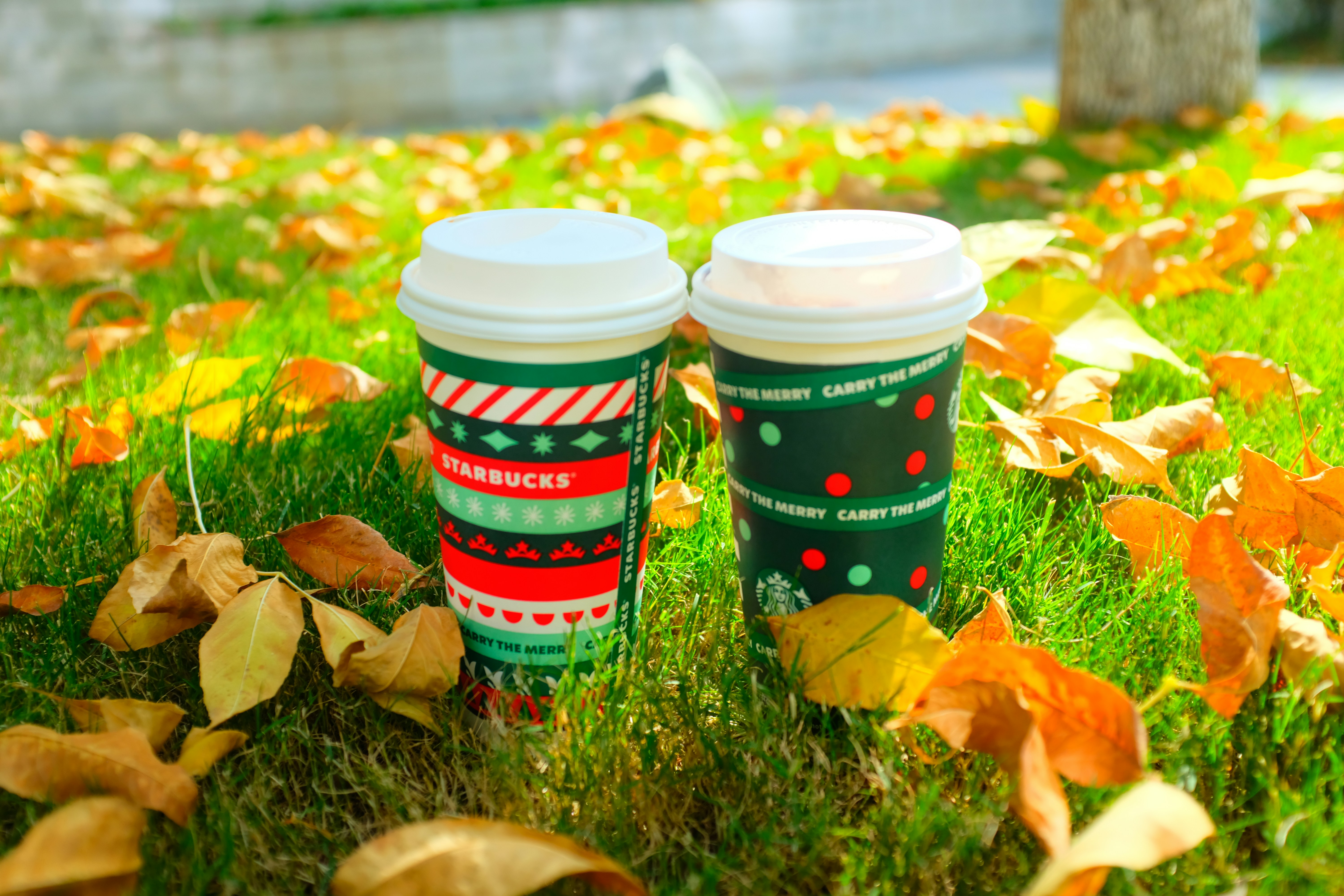 Autumnal Coffee Duo on Sunlit Grass