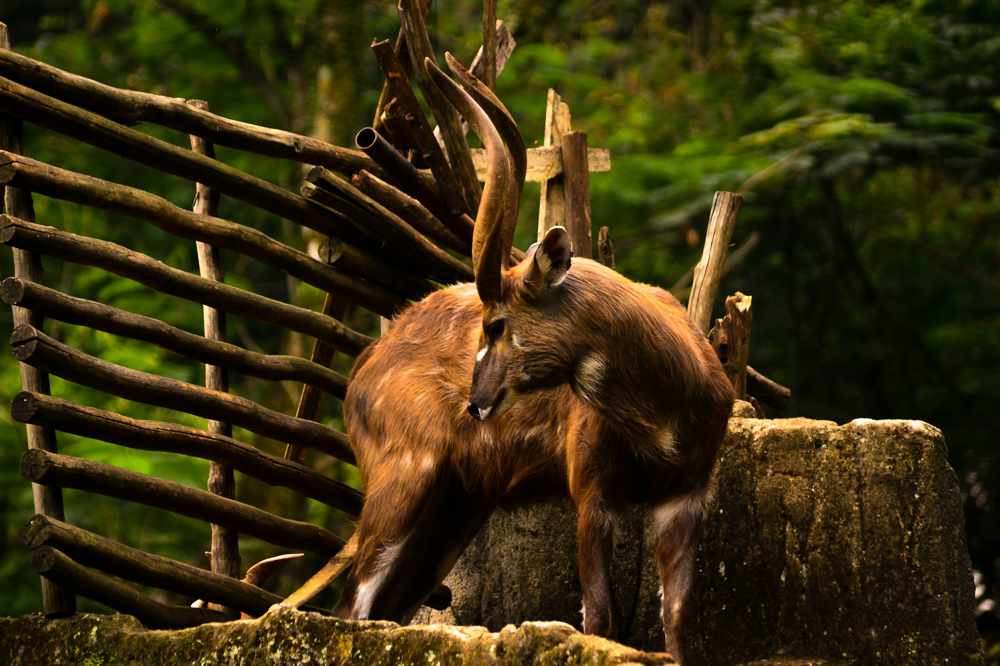 Animal brun sur une branche d’arbre brune pendant la journée photo ...