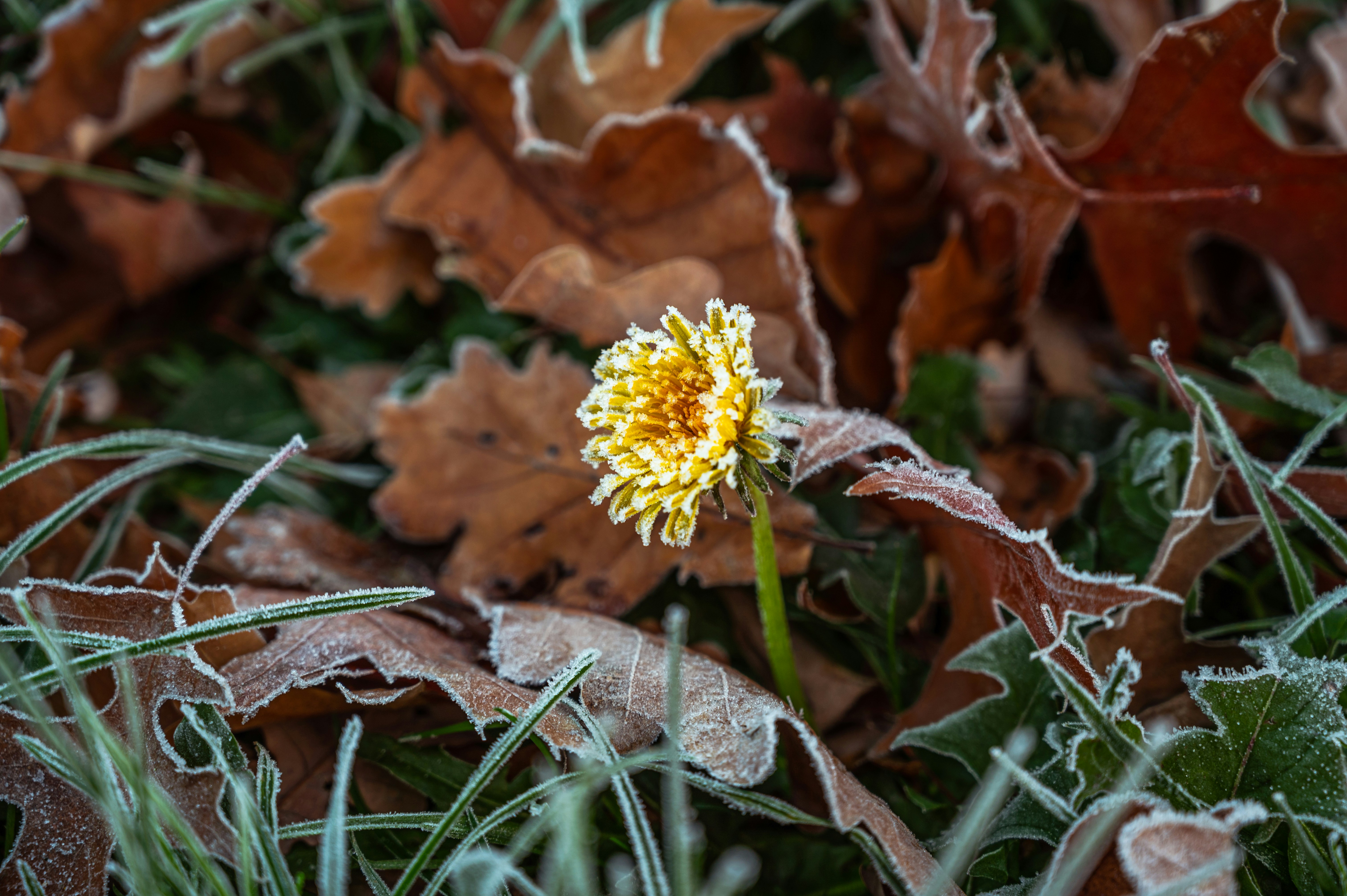 Yellow flower dusted with frost surrounded by autumn leaves and grass.