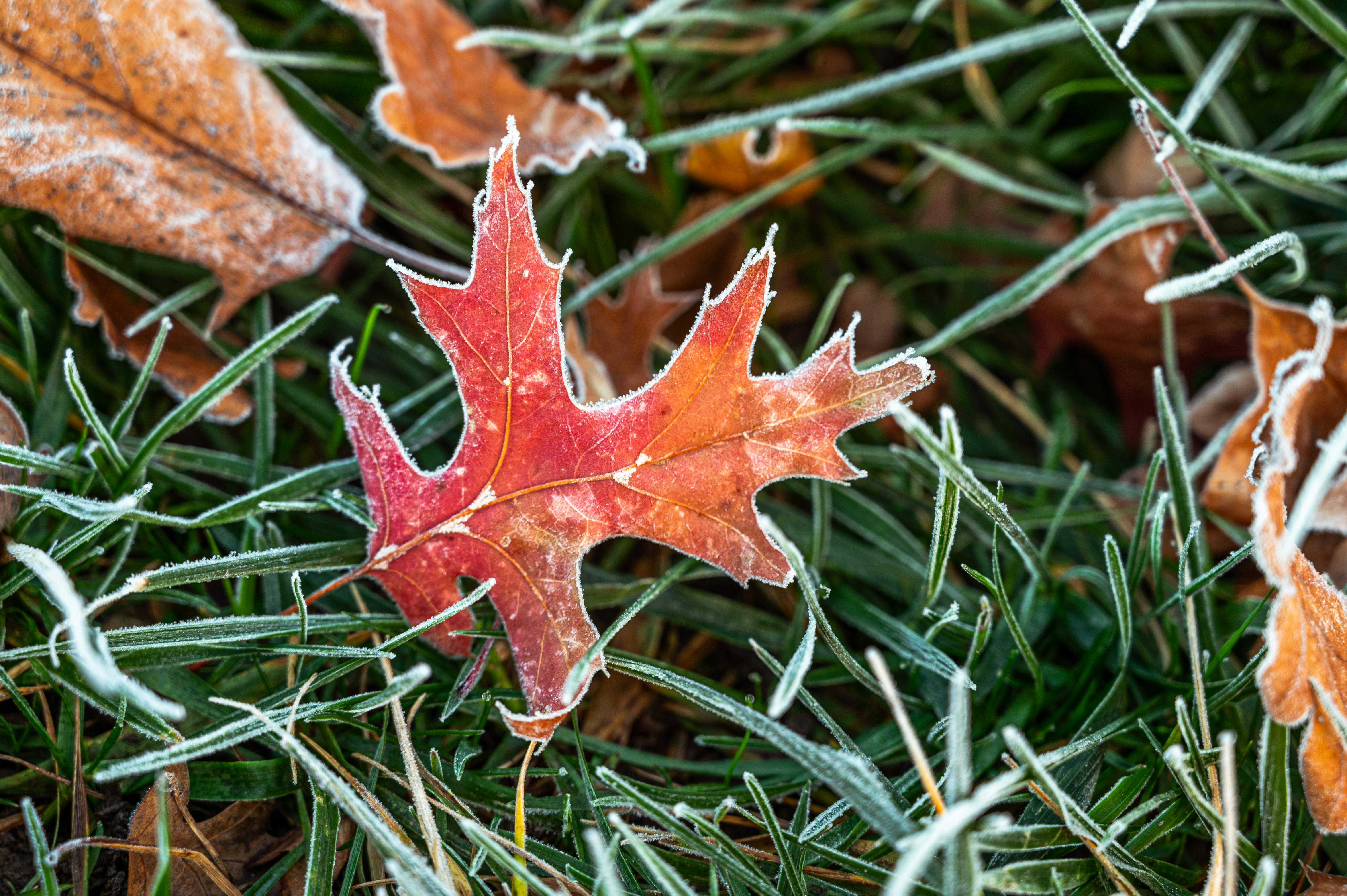 Scarlet Oak Leaf Framed by Frost-Trimmed Grass