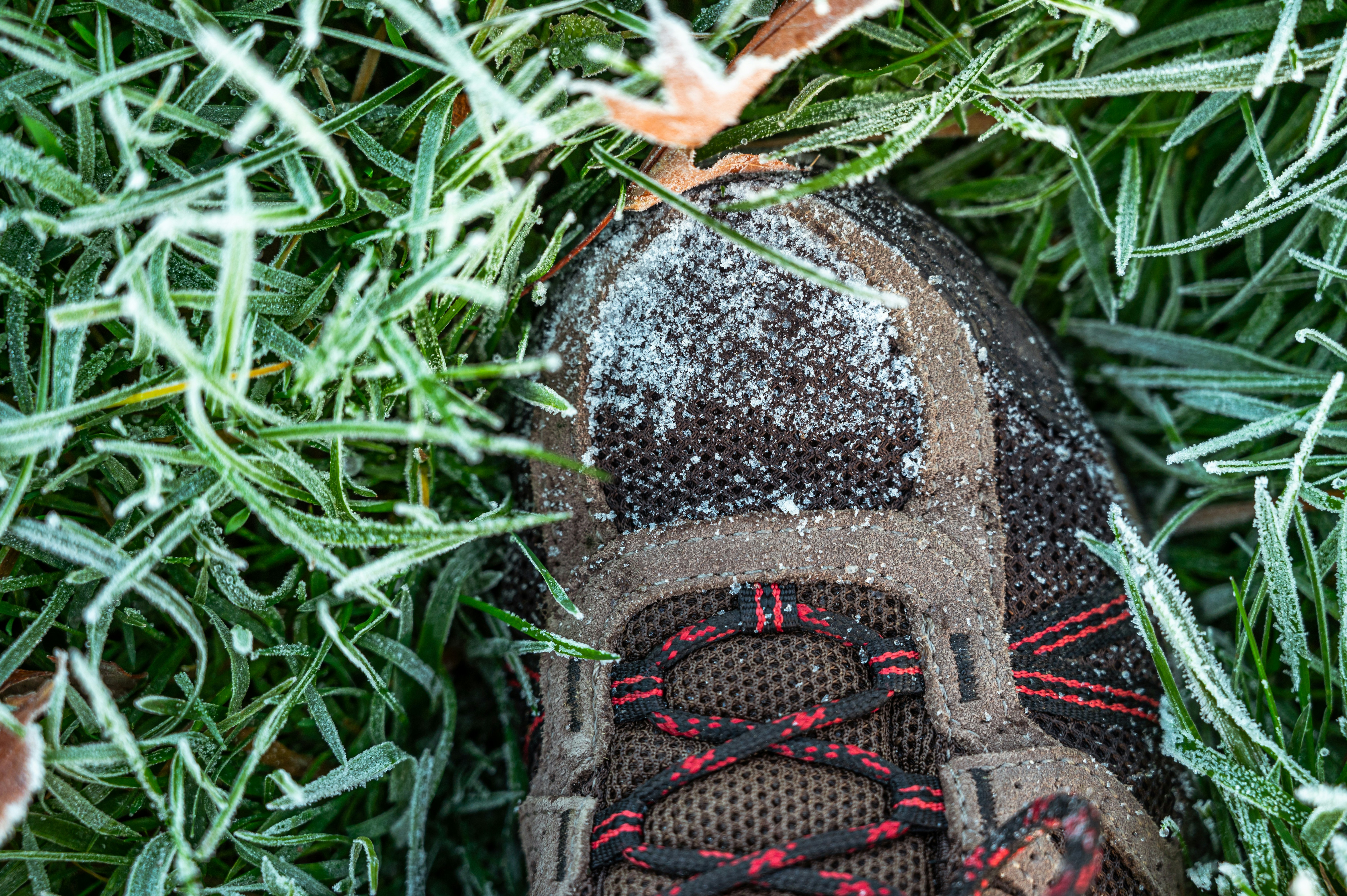 Red-laced Boot in a Frost-Crystal Meadow