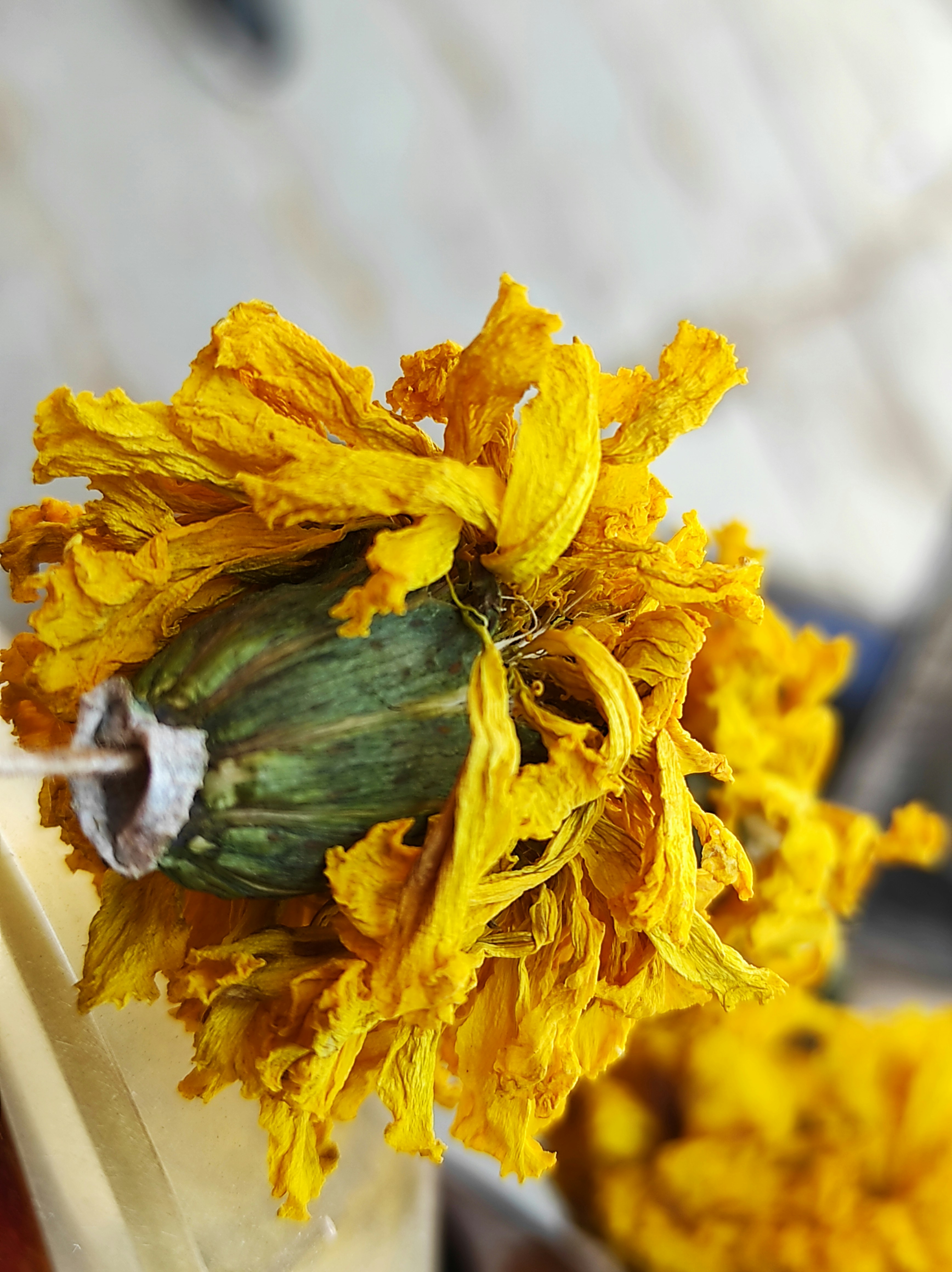 Withered Sunflower Crown: A Close-Up of Decay and Color