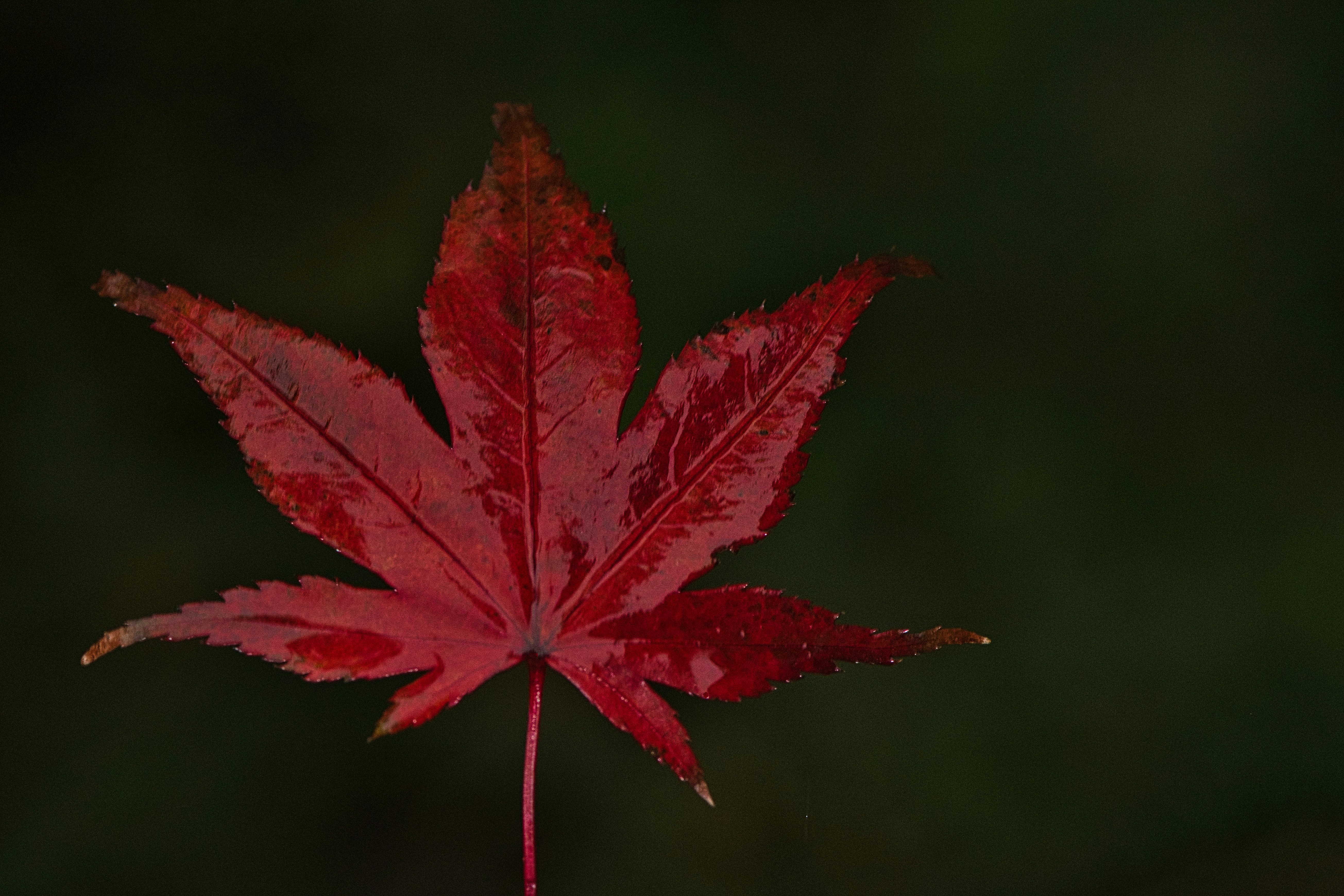Red maple leaf in close up photography photo – Free Brown Image on Unsplash